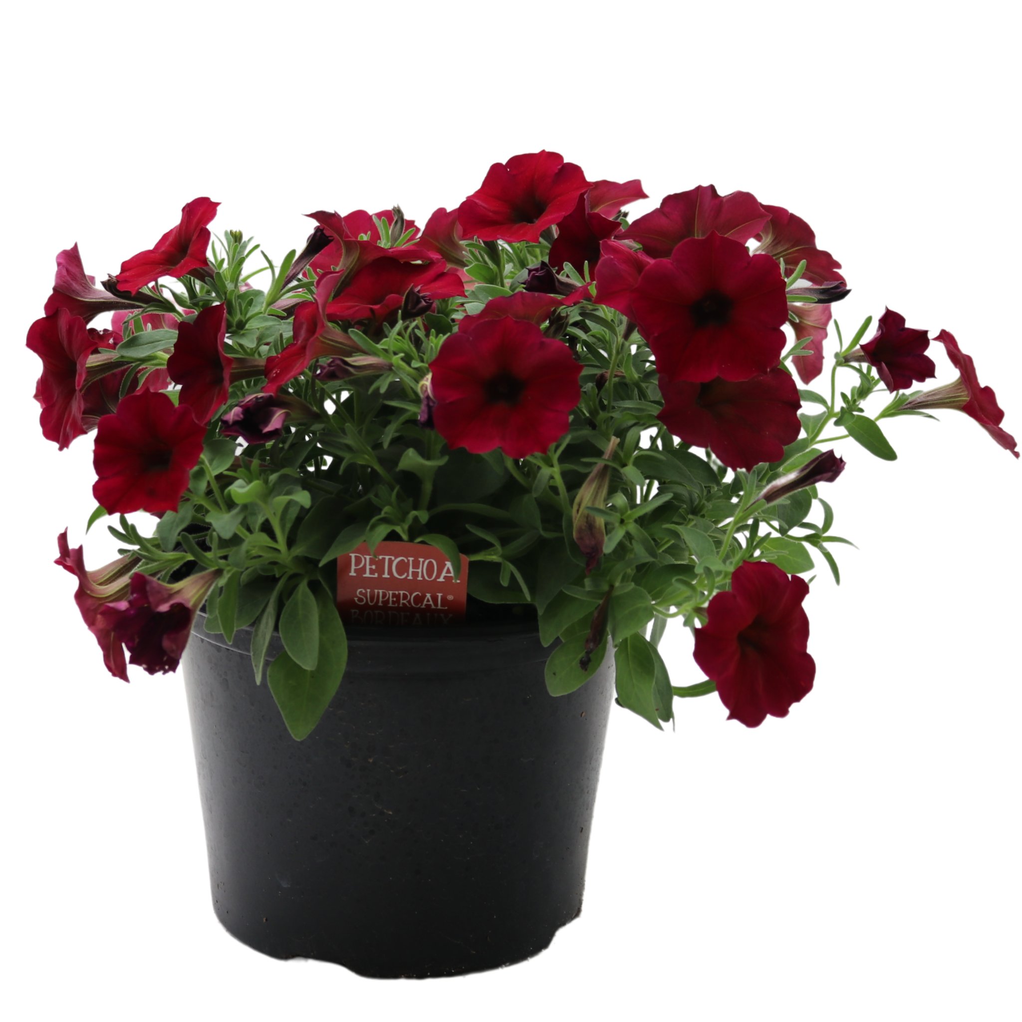 Spring Creek Growers Petchoa Supercal - Bordeaux - Shop Potted plants ...