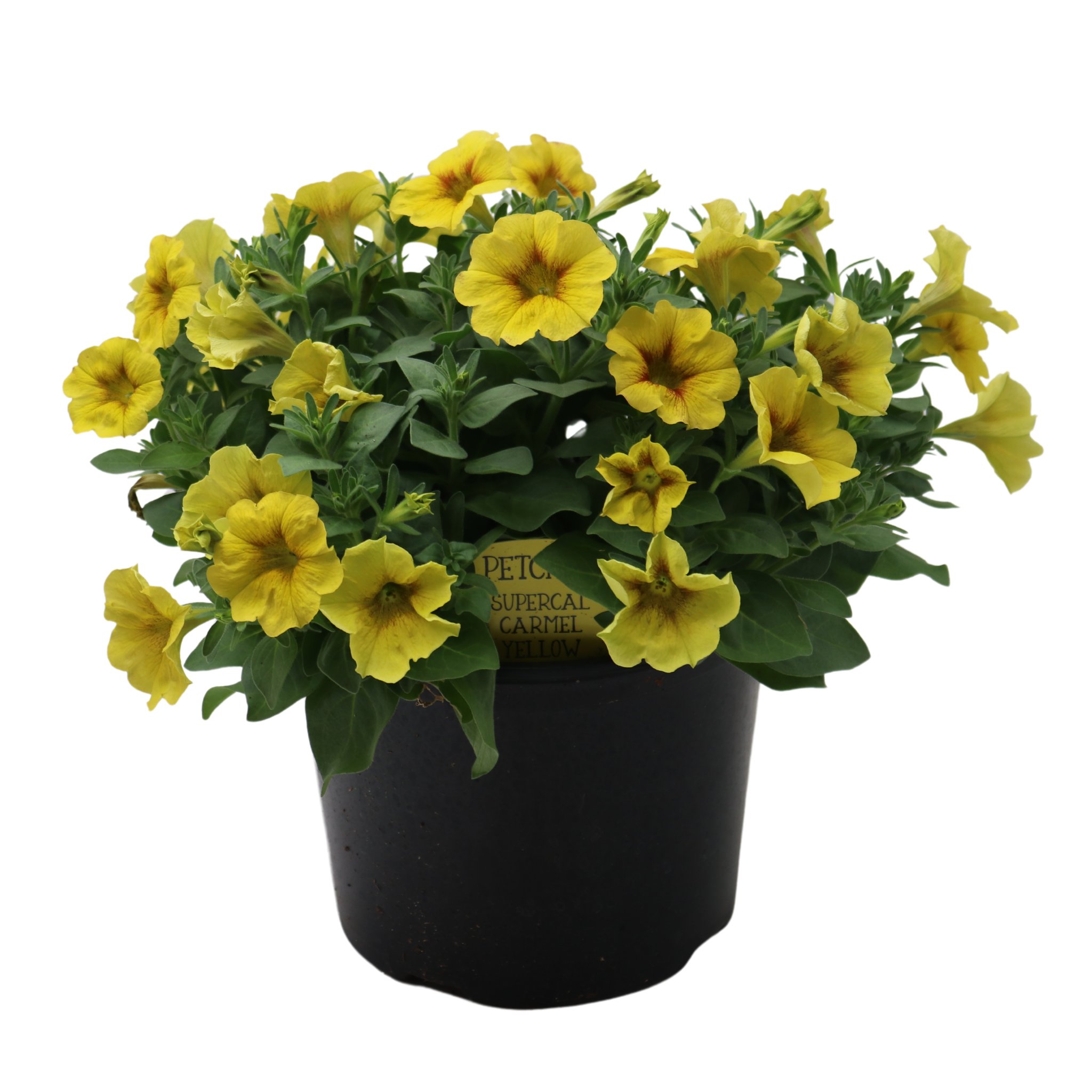 Spring Creek Growers Petchoa Supercal Caramel Yellow - Shop Potted ...