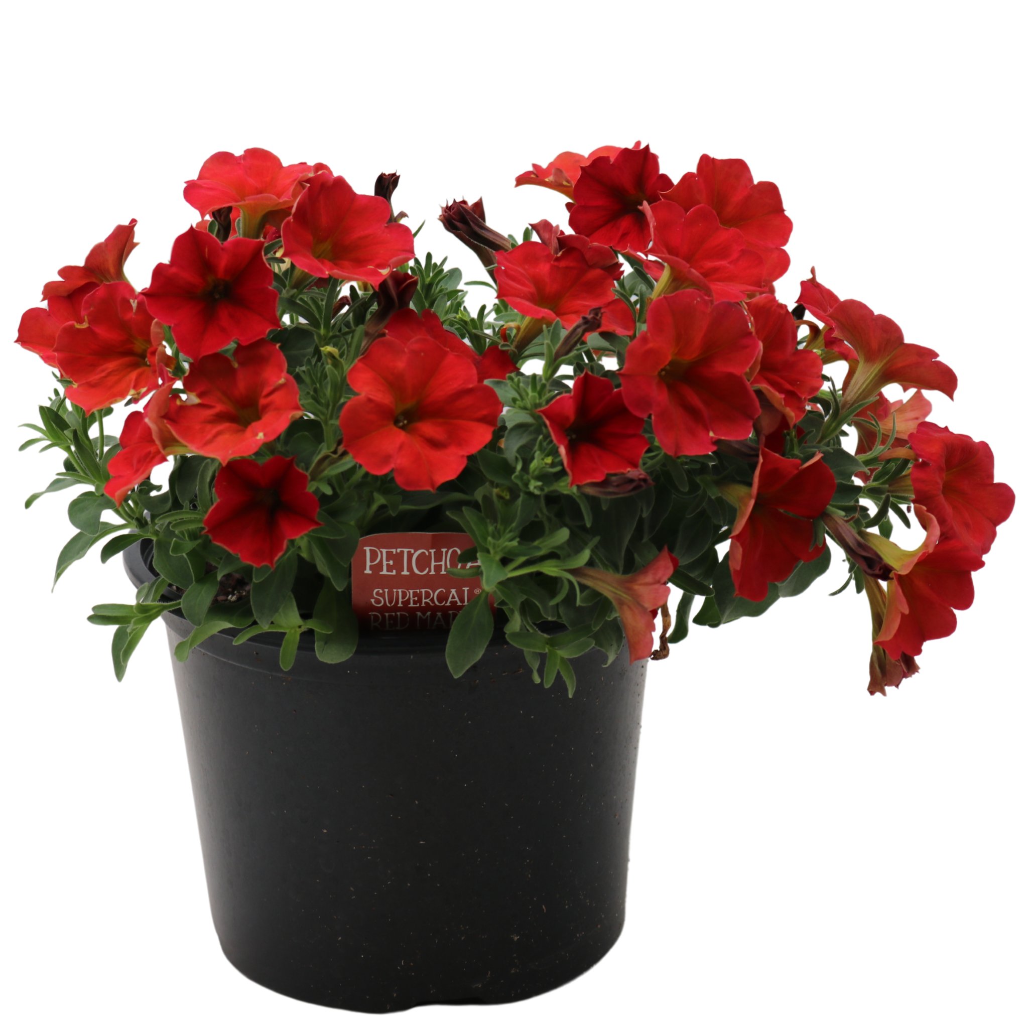 Spring Creek Growers Petchoa Supercal Red Maple - Shop Potted plants at ...