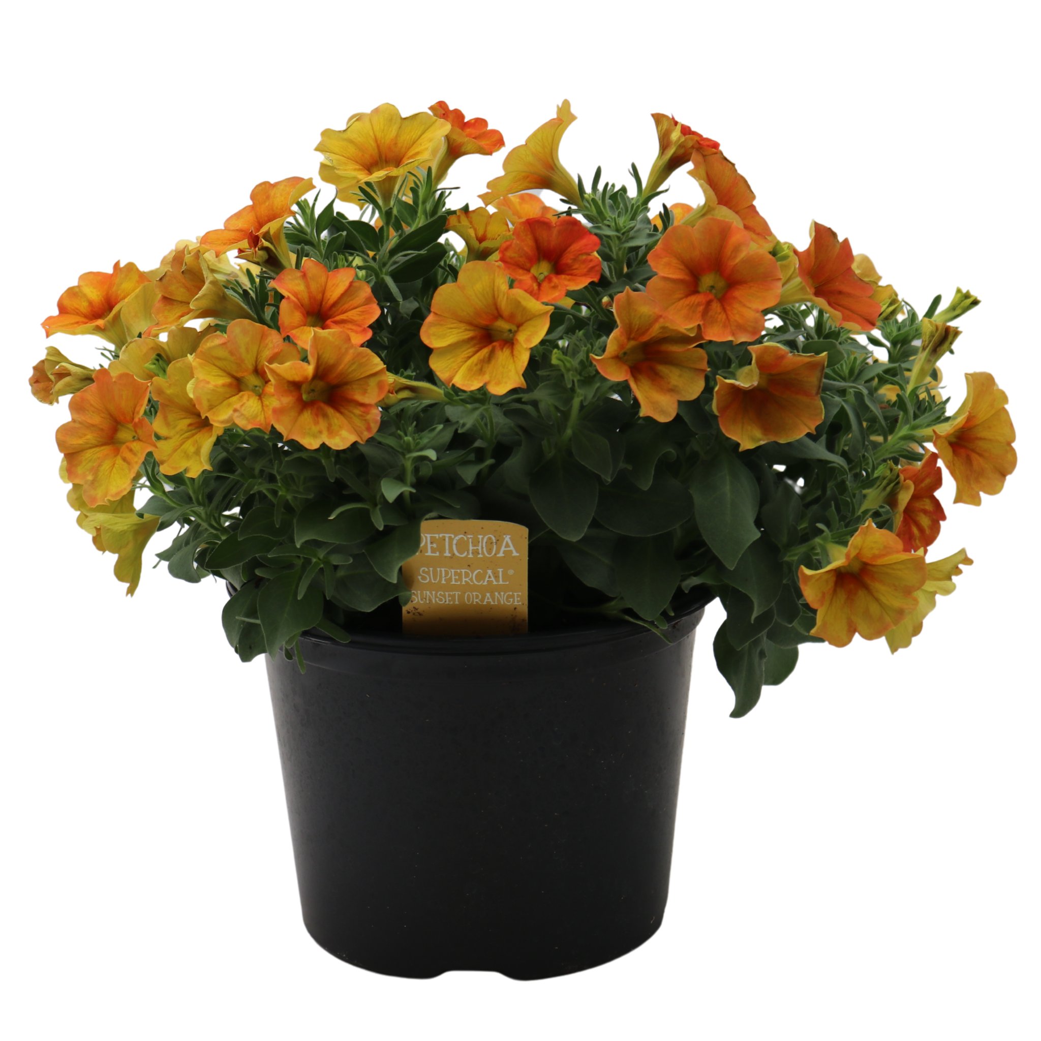 Spring Creek Growers Petchoa Supercal Sunset Orange - Shop Potted ...