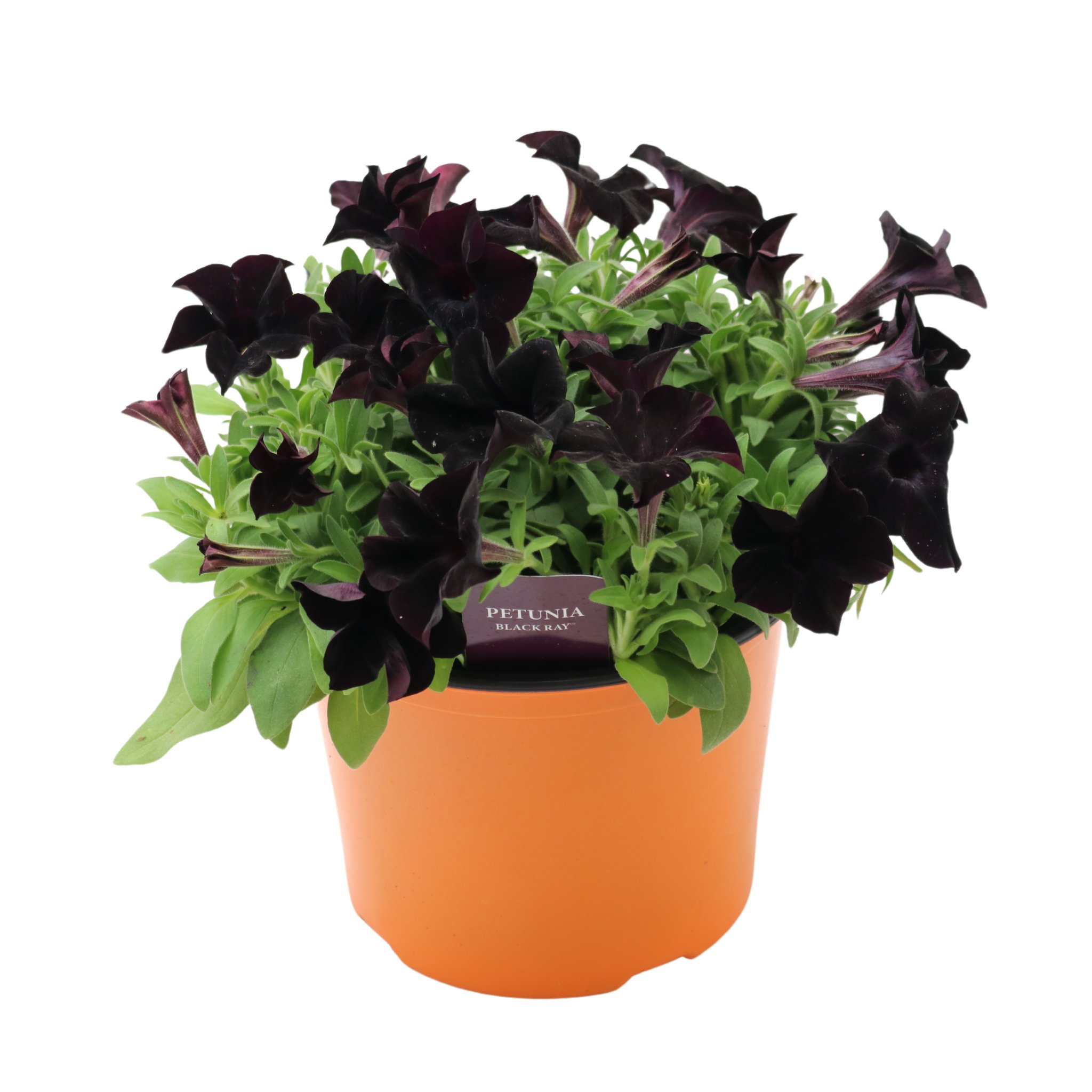Spring Creek Growers Petunia - Black Ray - Shop Potted plants at H-E-B