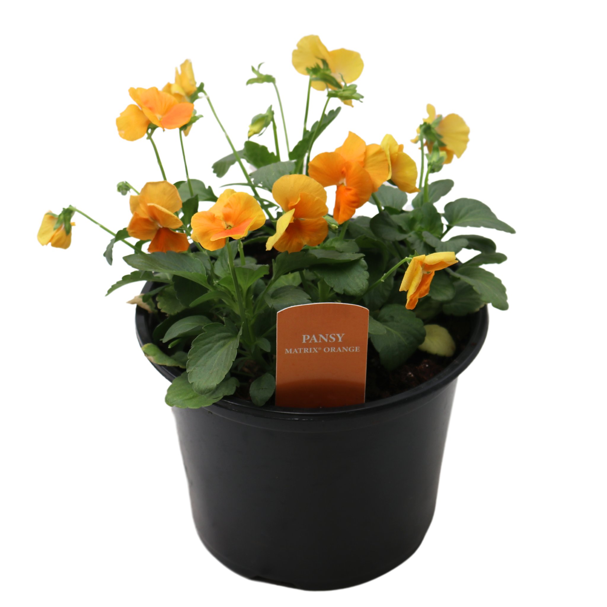Spring Creek Growers Pansy - Matrix Orange - Shop Potted plants at H-E-B