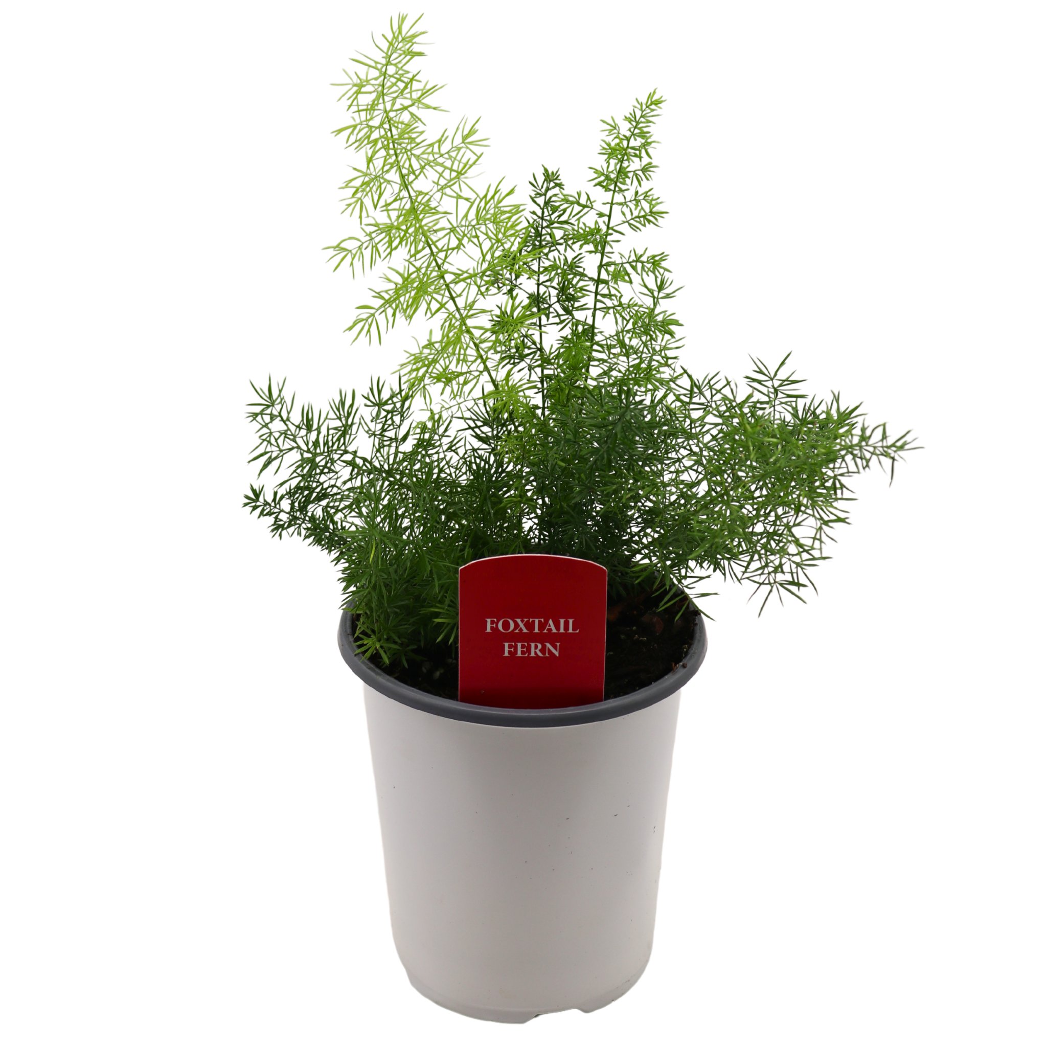 Spring Creek Growers Foxtail Fern Pot - Shop Potted plants at H-E-B