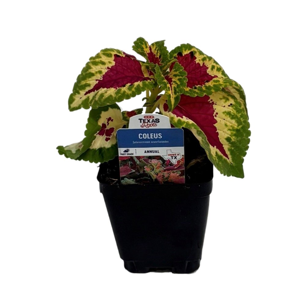 H-E-B Texas Roots Coleus - Shop Potted plants at H-E-B
