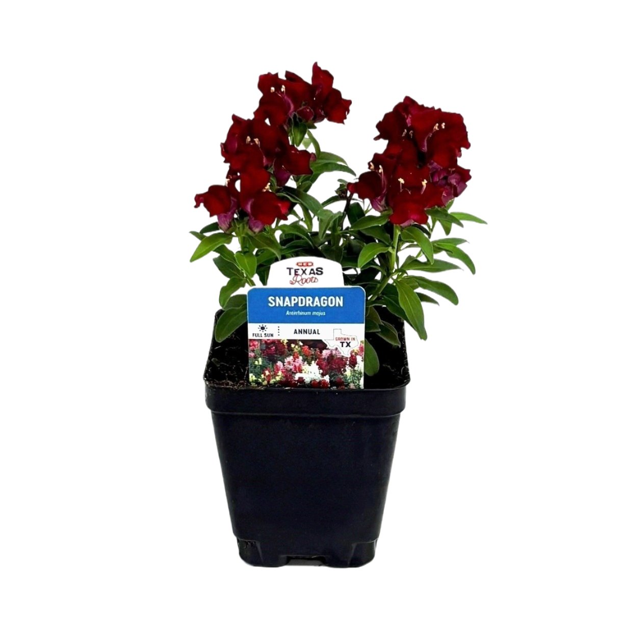 H-E-B Texas Roots Snapdragon - Shop Potted plants at H-E-B