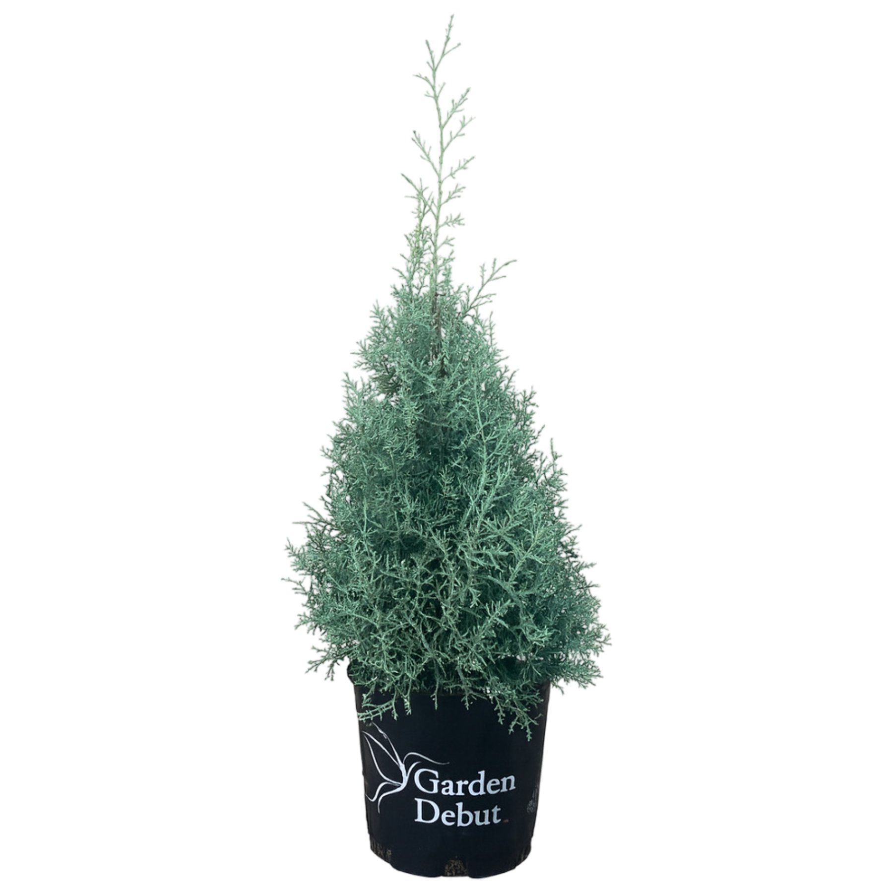 Greenleaf Nursery Quick Frost Arizona Cypress - Shop Potted plants at H-E-B