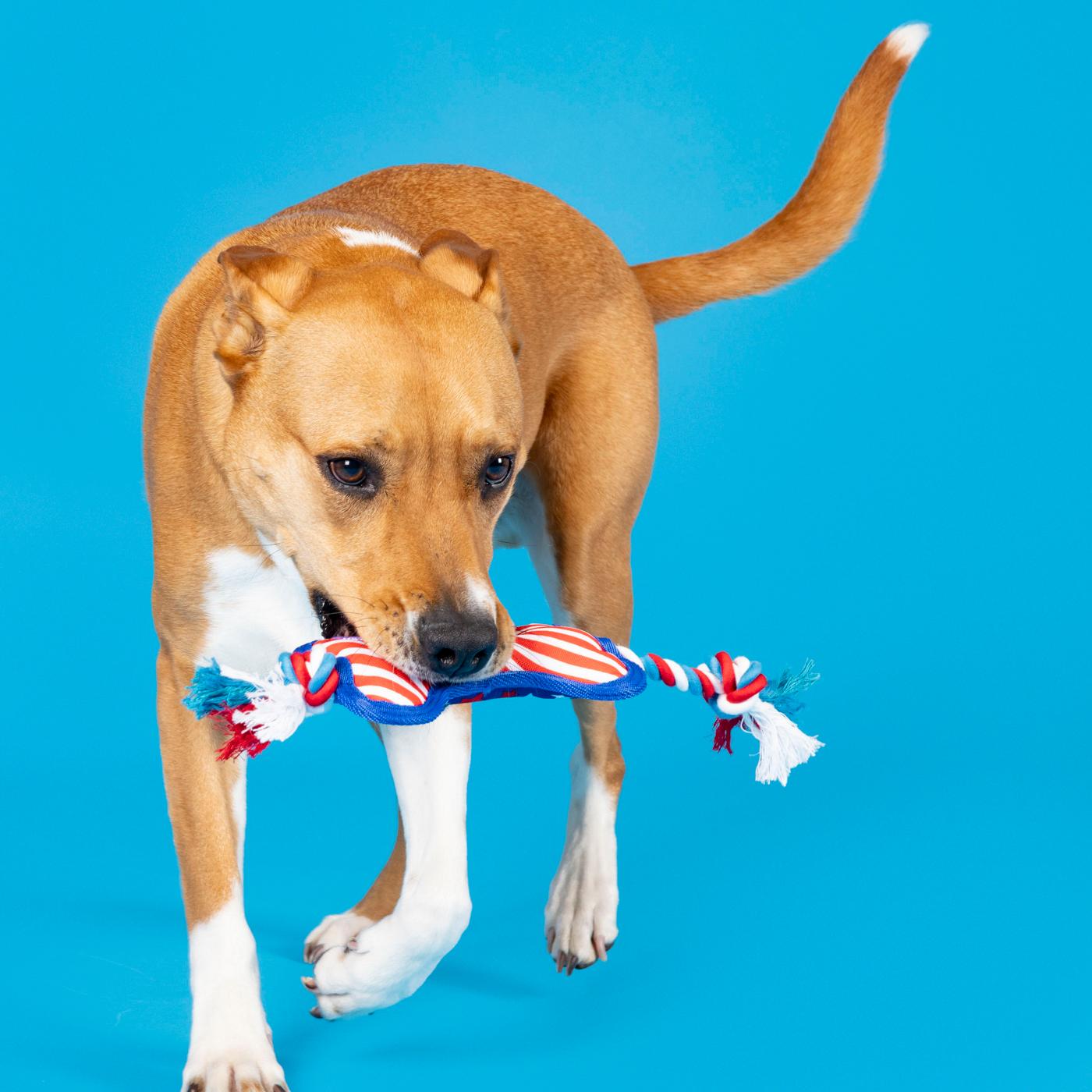 Woof & Whiskers Patriotic Bone Plush Dog Toy - Shop Plush toys at H-E-B