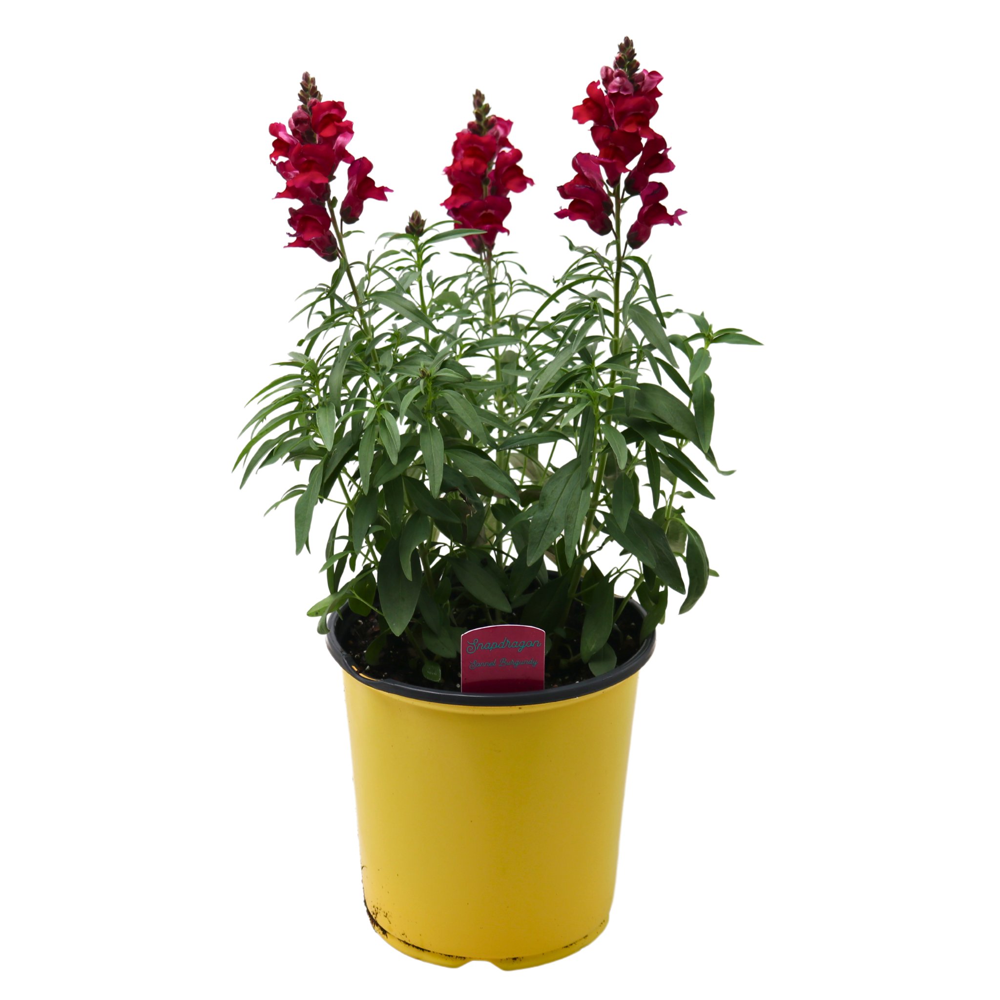 Spring Creek Growers Snapdragon - Burgundy - Shop Potted plants at H-E-B