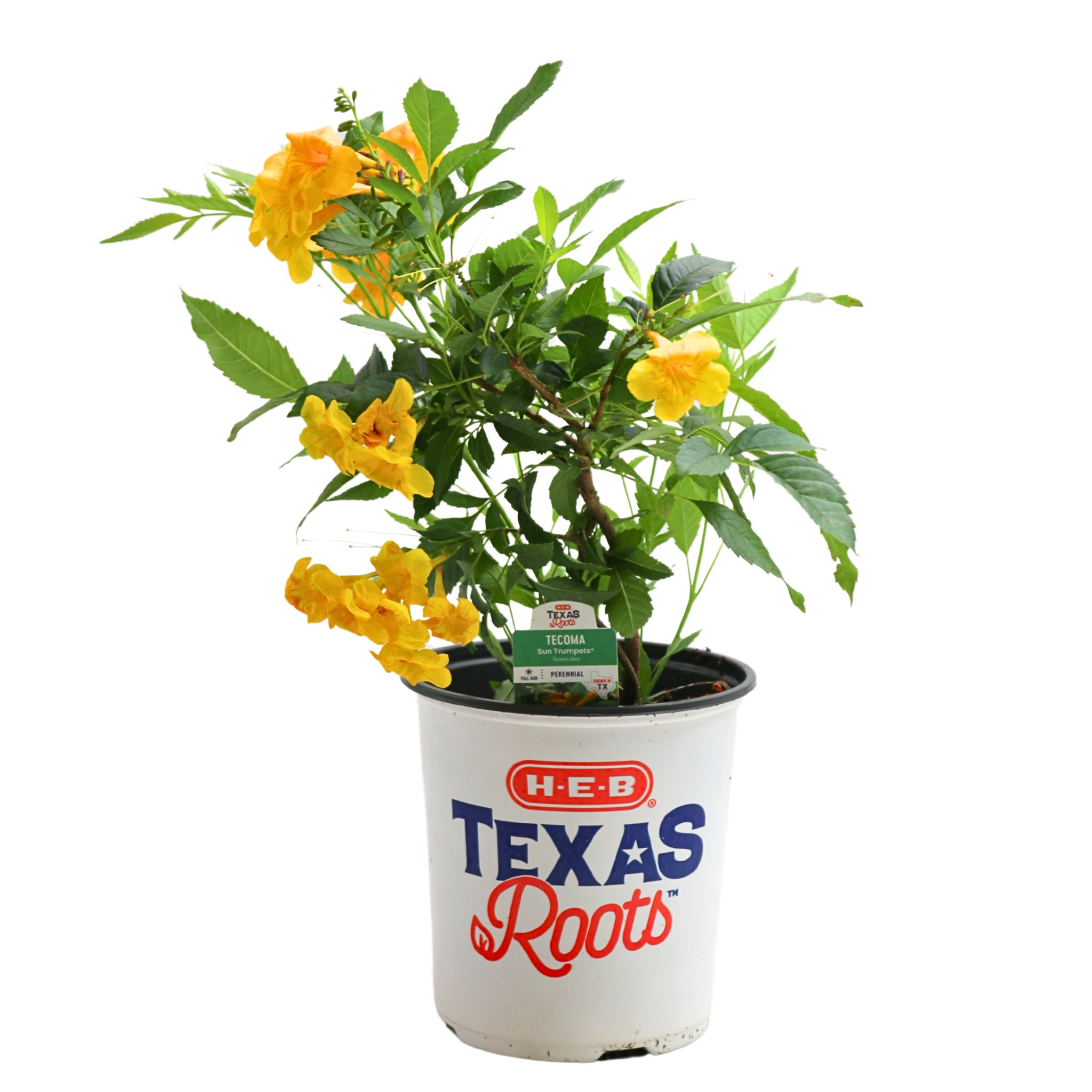 H-E-B Texas Roots Tecoma Sun Trumpets - Shop Potted plants at H-E-B