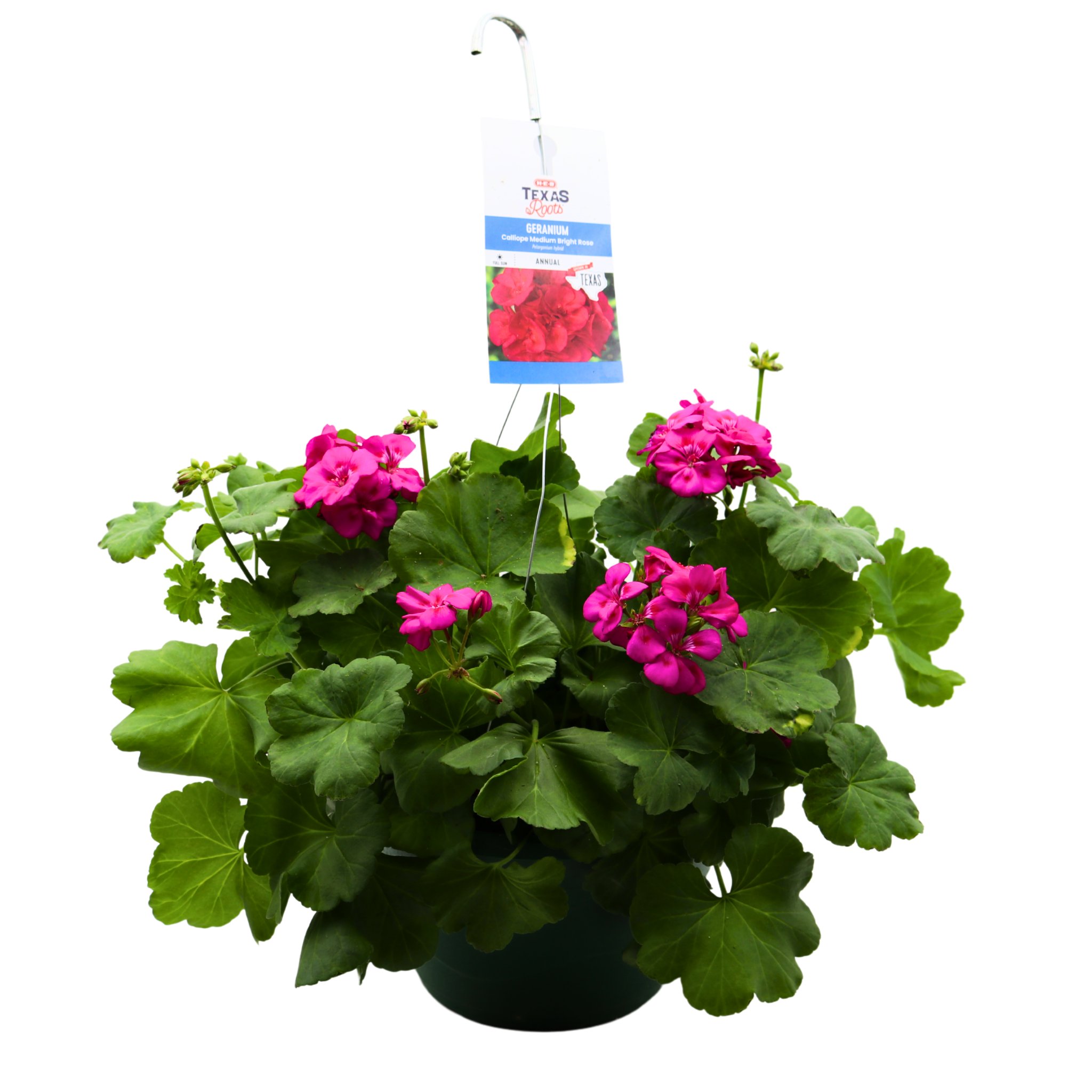 H-E-B Texas Roots Geranium - Bright Rose, Hanging Basket - Shop Potted ...