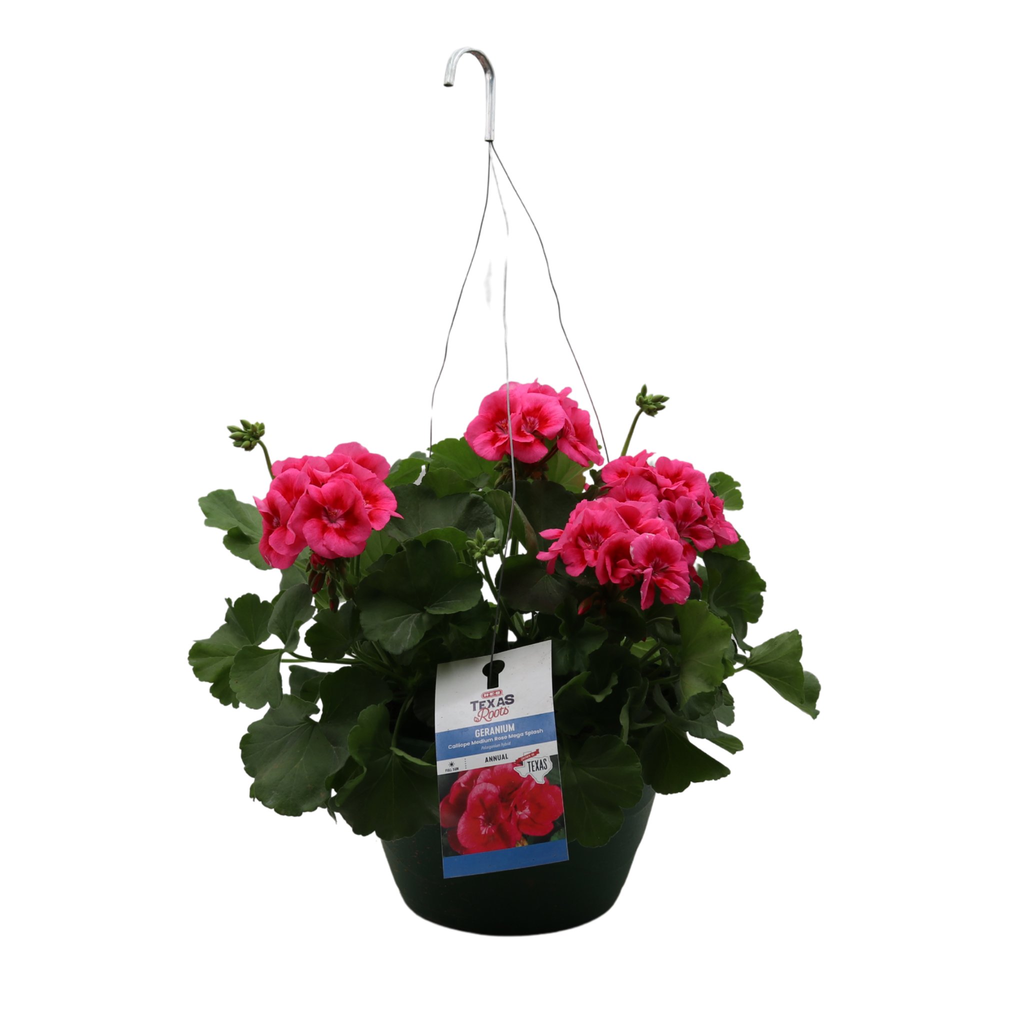H-E-B Texas Roots Geranium - Rose Mega Splash, Hanging Basket - Shop ...