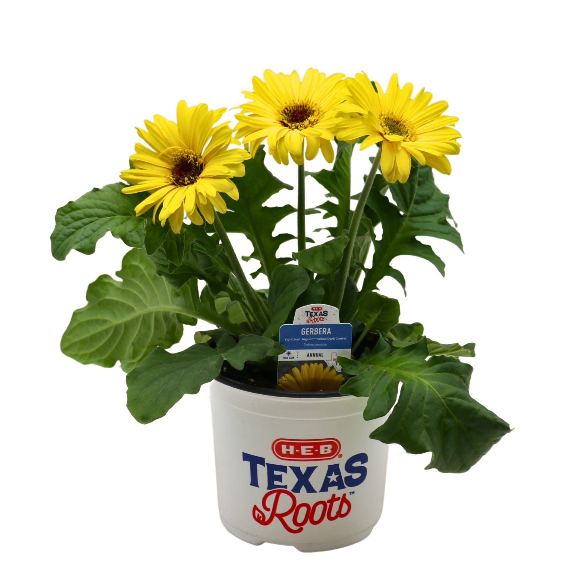 H-E-B Texas Roots Gerbera Daisy - Yellow - Shop Potted plants at H-E-B