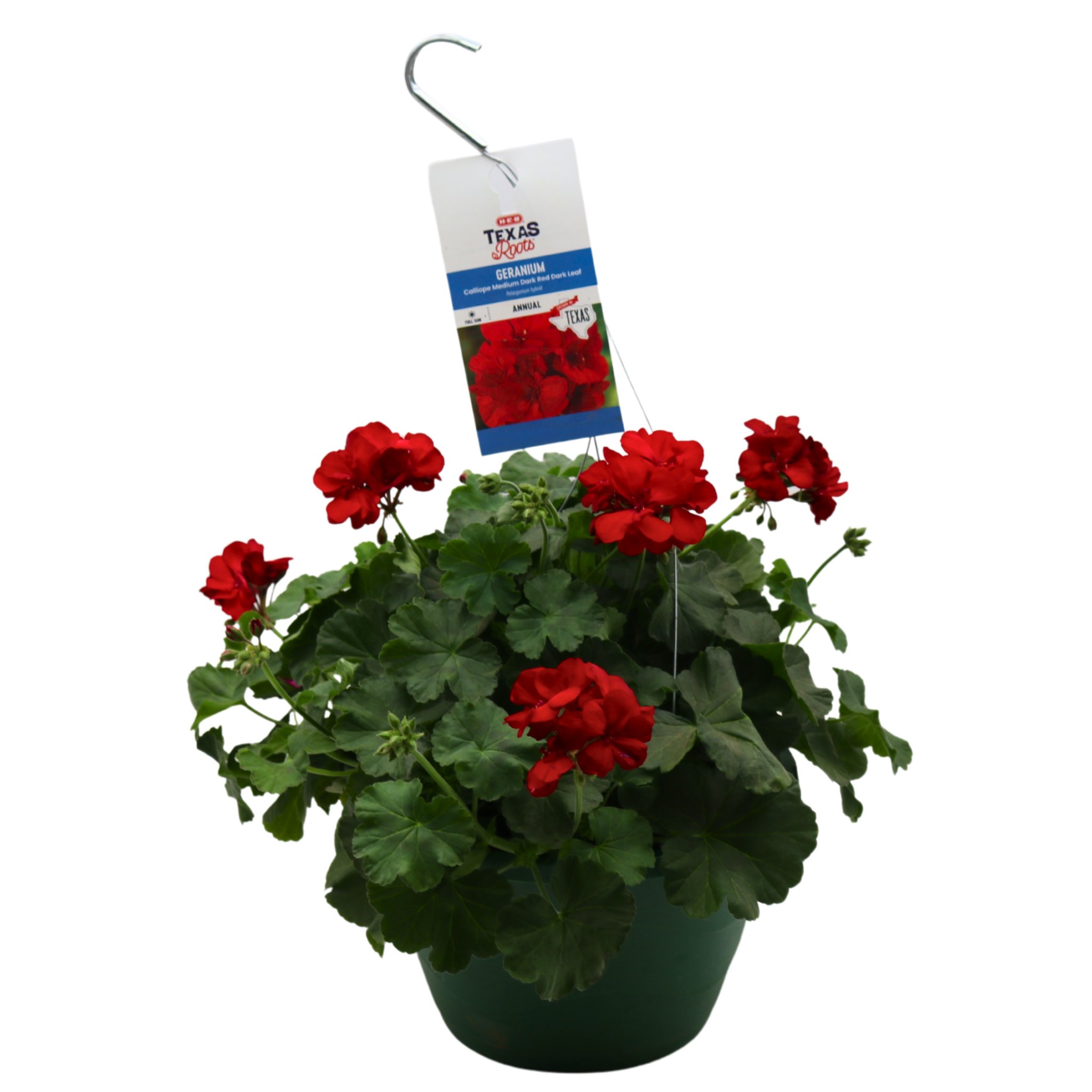 H-E-B Texas Roots Geranium - Medium Dark Red Dark Leaf - Shop Potted ...