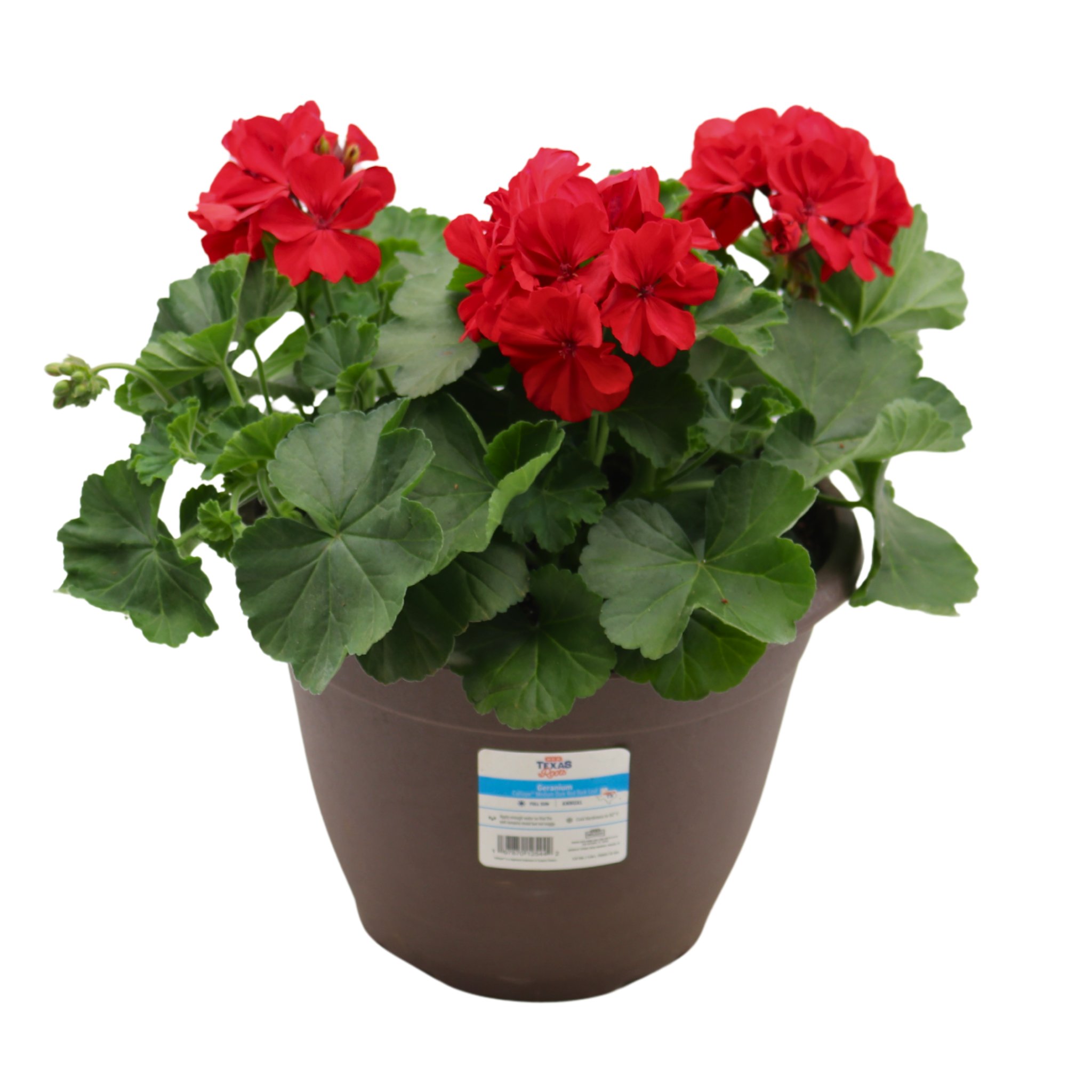 H-E-B Texas Roots Geranium - Dark Red - Shop Potted plants at H-E-B