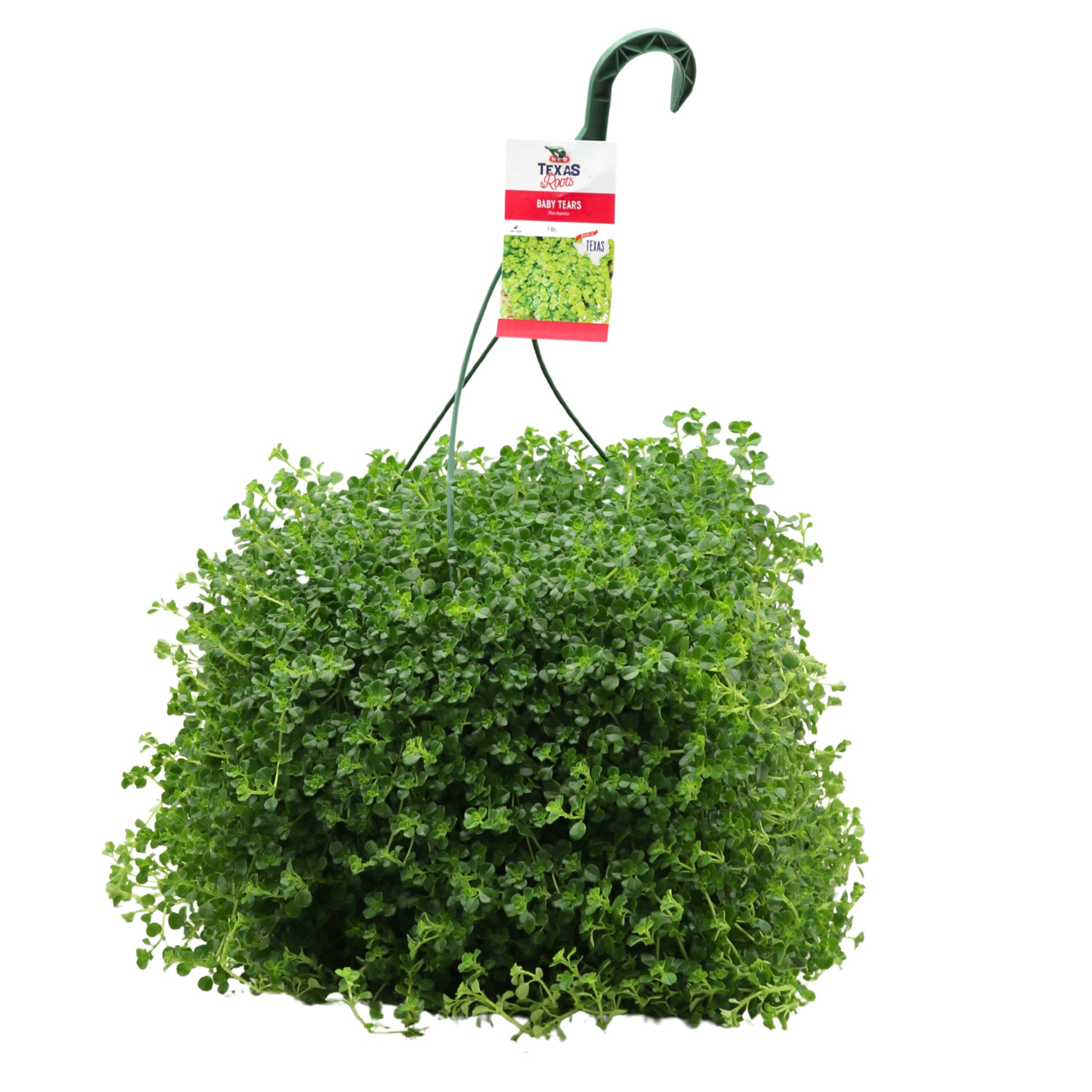 H-E-B Texas Roots Pilea Baby Tears Hanging Basket - Shop Potted plants ...