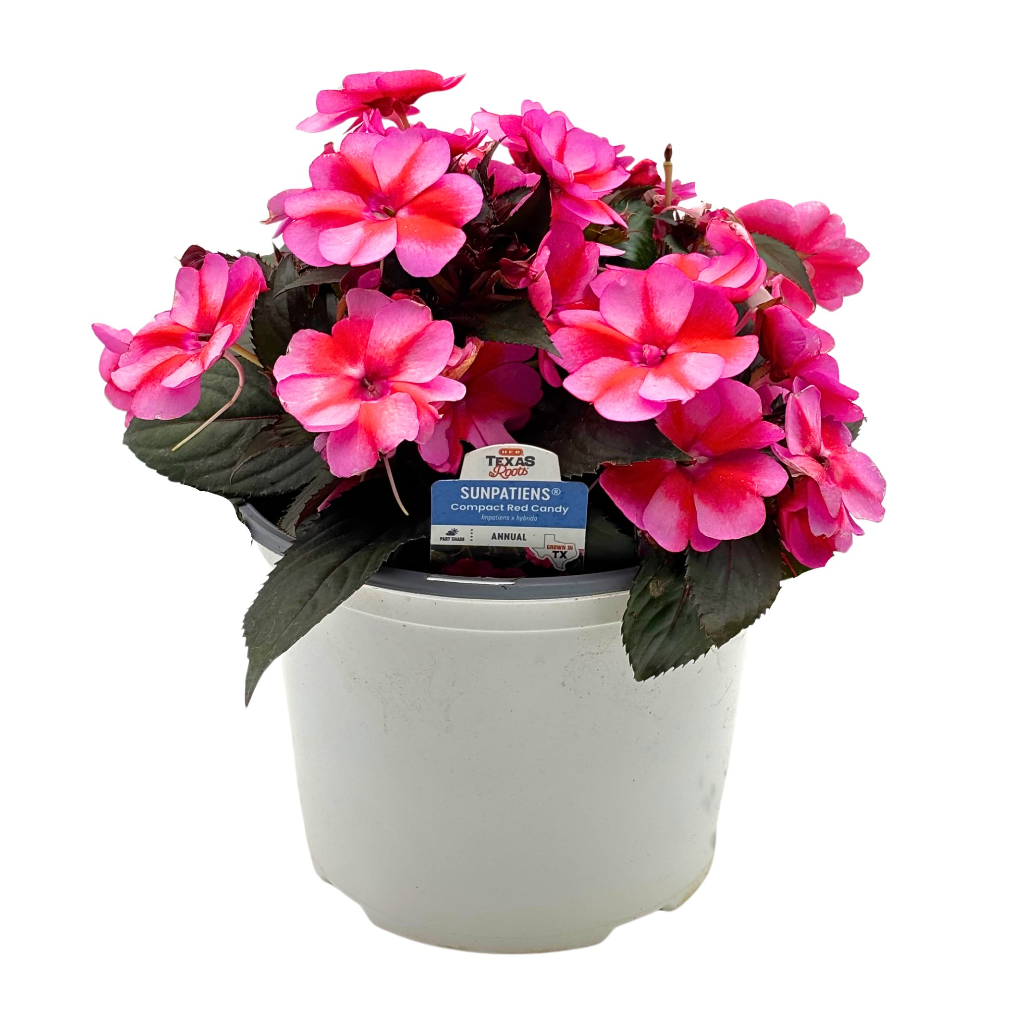 H-E-B Texas Roots Sunpatiens Red Candy - Shop Potted plants at H-E-B