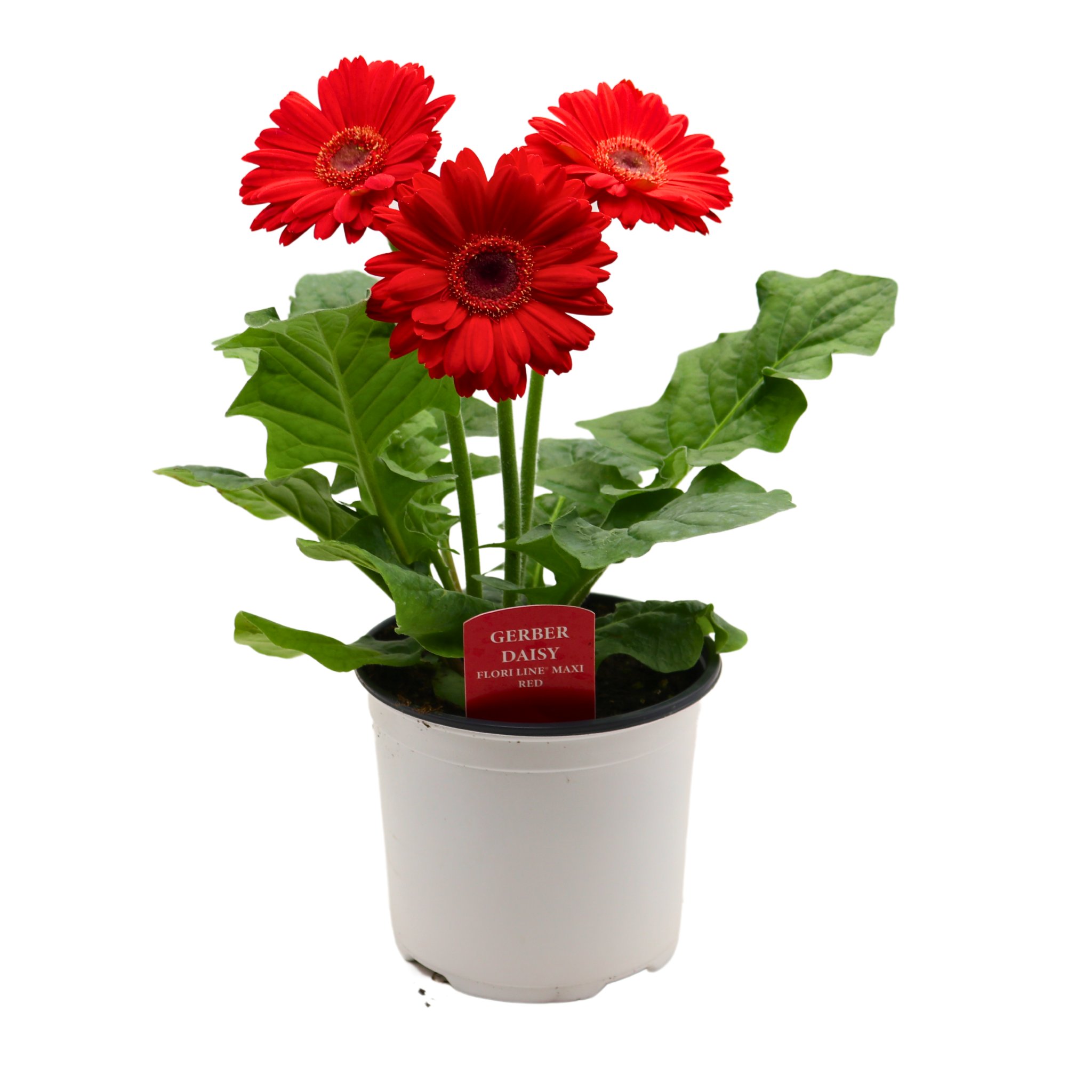 Spring Creek Growers Gerbera Daisy Maxi - Red - Shop Potted plants at H-E-B