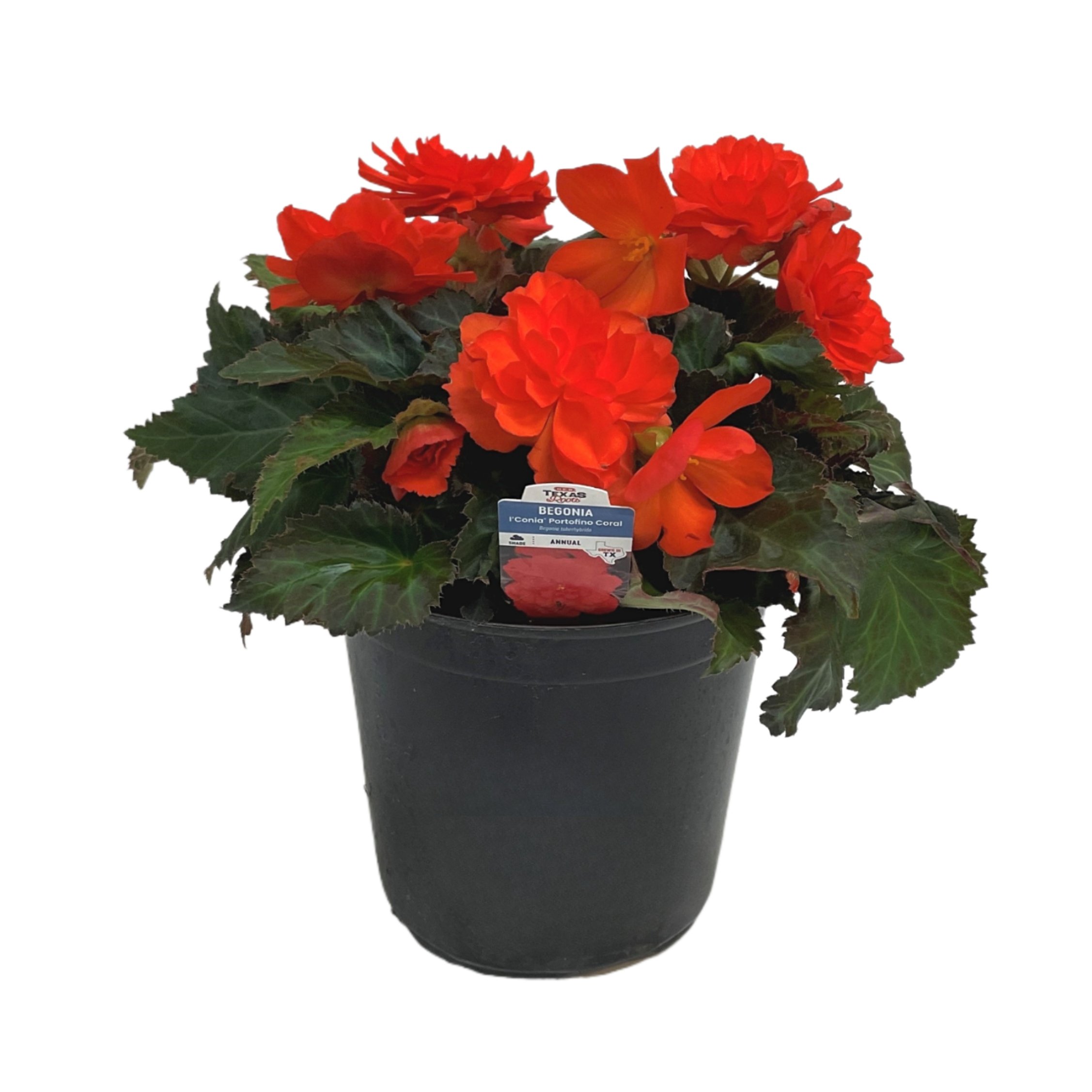 H-E-B Texas Roots Begonia - Coral - Shop Potted plants at H-E-B