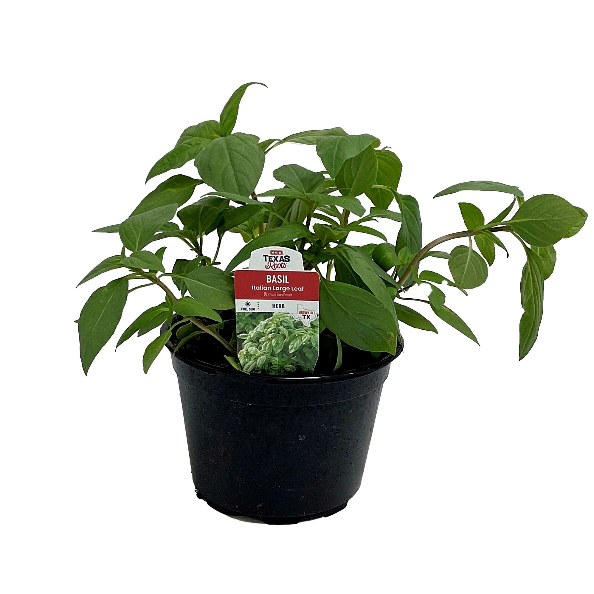 H-E-B Texas Roots Herbs Basil Italian Large Leaf - Shop Potted plants ...