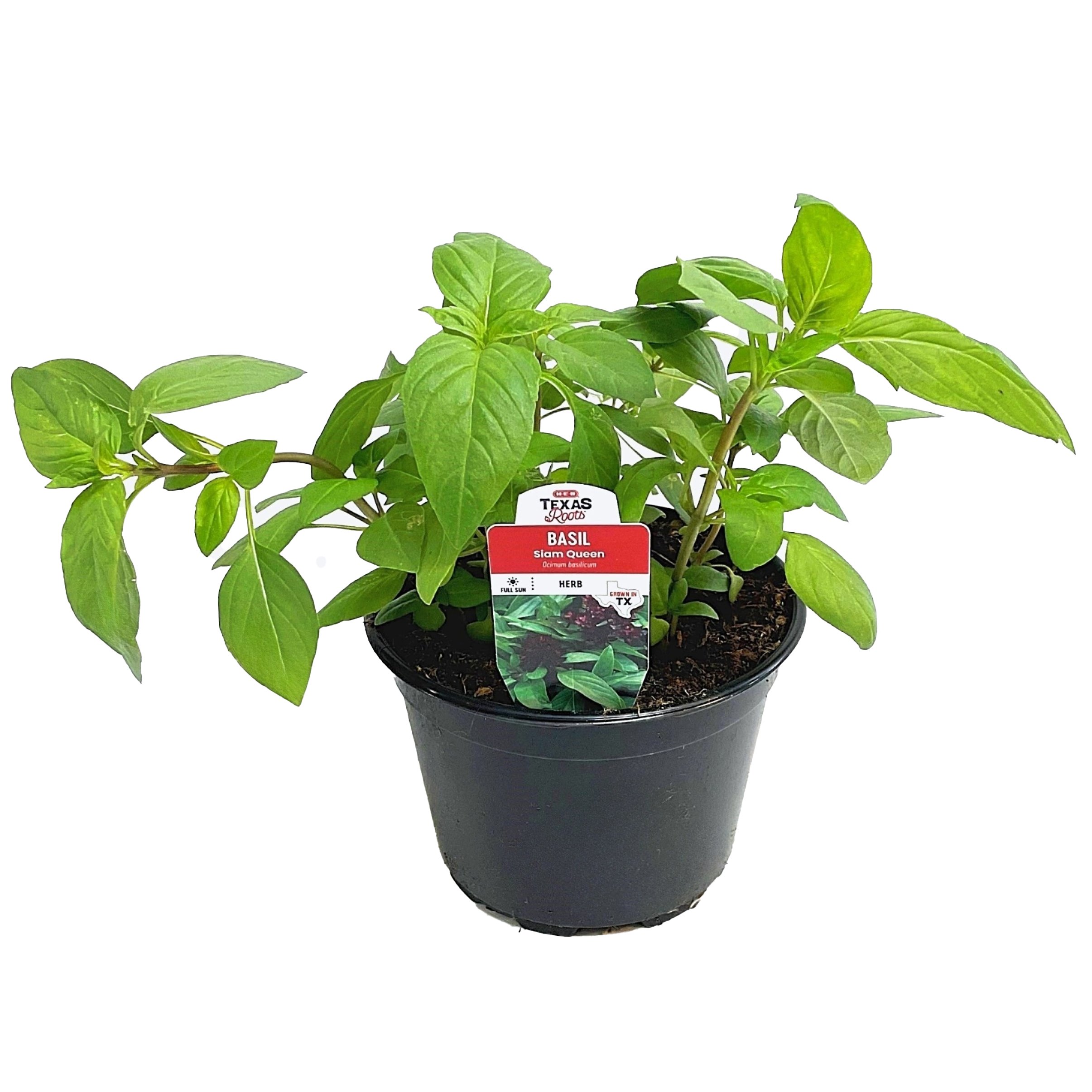 H-E-B Texas Roots Herb Basil Siam Queen - Shop Potted plants at H-E-B