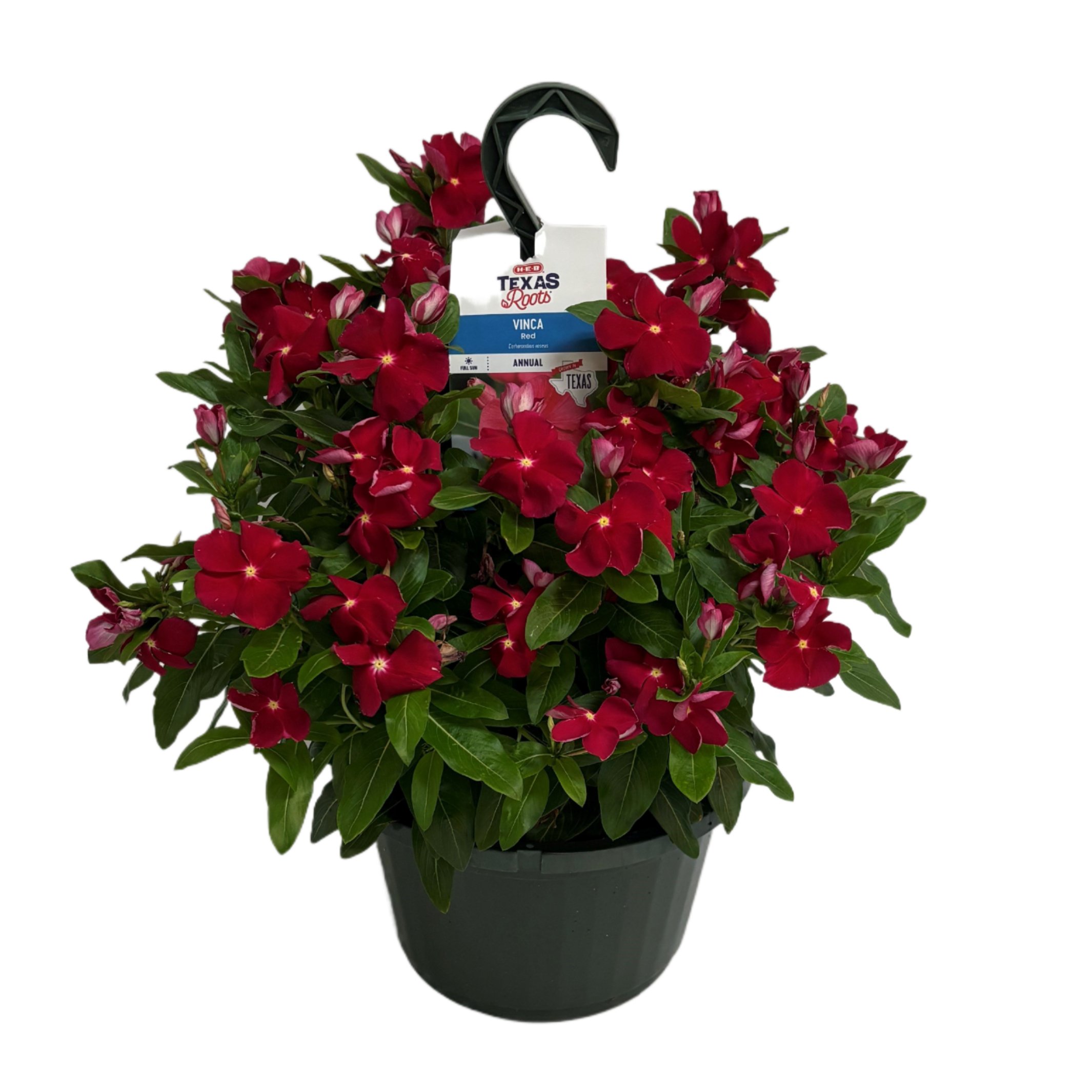 H-E-B Texas Roots Vinca - Red, Hanging Basket - Shop Potted plants at H-E-B