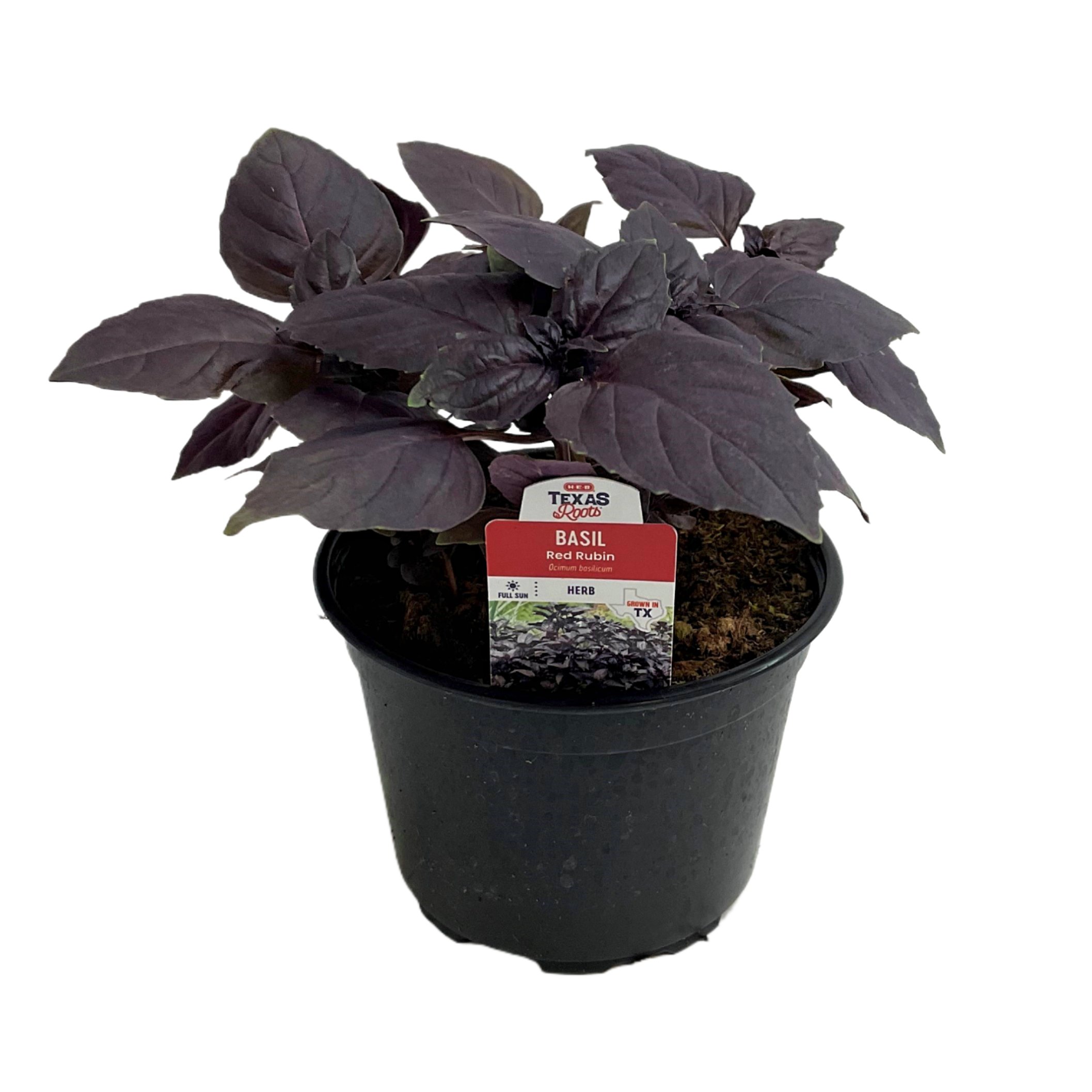 H-E-B Texas Roots Herbs Basil Red Rubin - Shop Potted plants at H-E-B