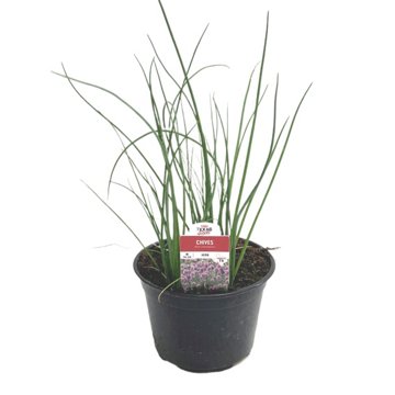 Flowers & plants - Shop H-E-B Everyday Low Prices