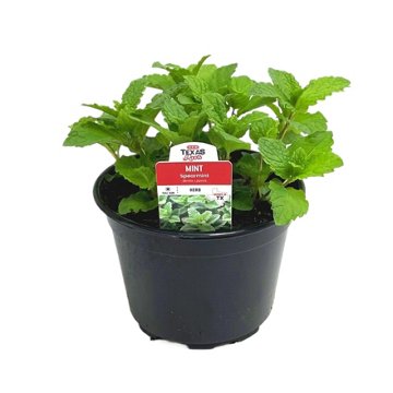 Flowers & plants - Shop H-E-B Everyday Low Prices