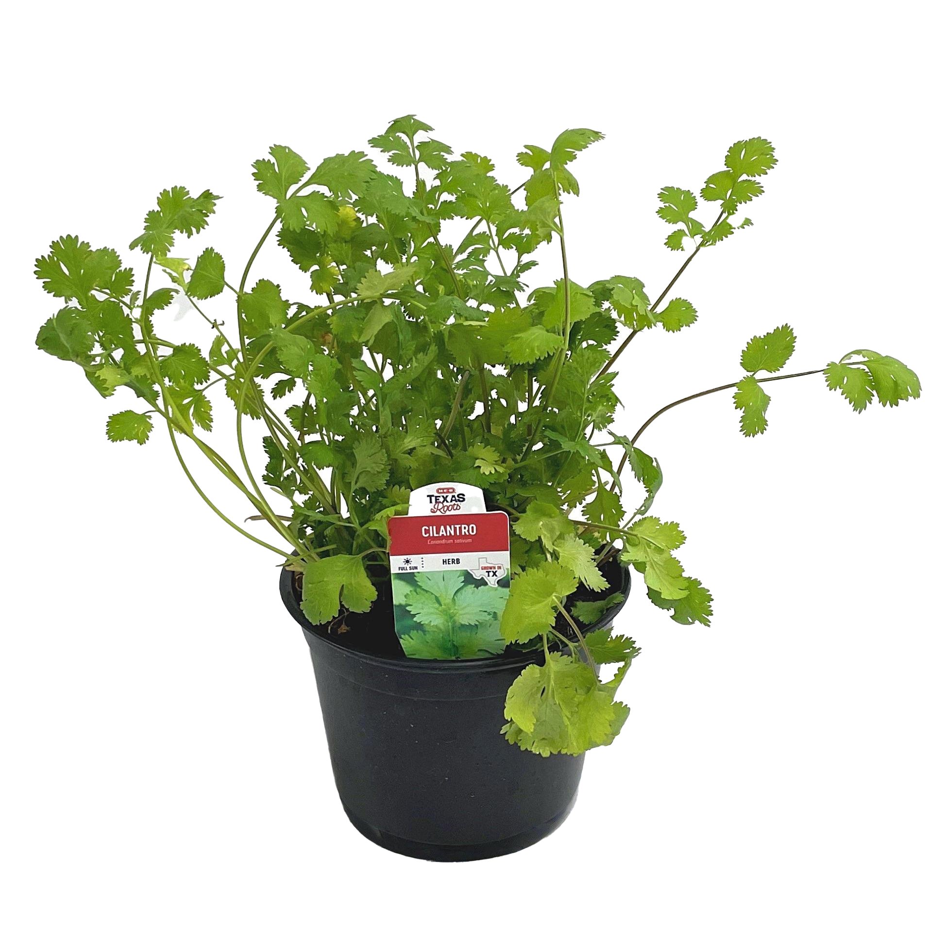 H-E-B Texas Roots Herb Cilantro - Shop Potted plants at H-E-B