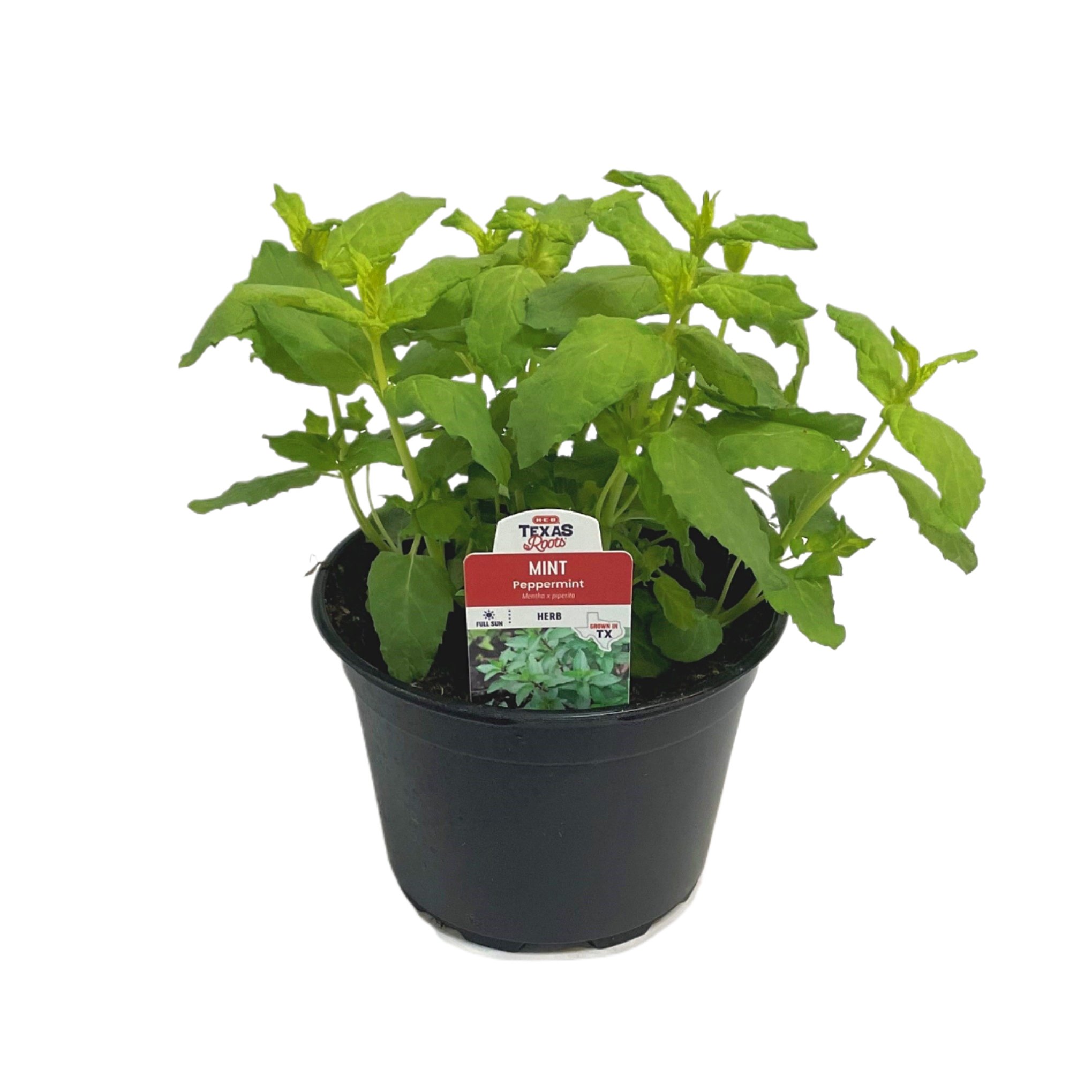 H-E-B Texas Roots Herbs Peppermint - Shop Potted plants at H-E-B