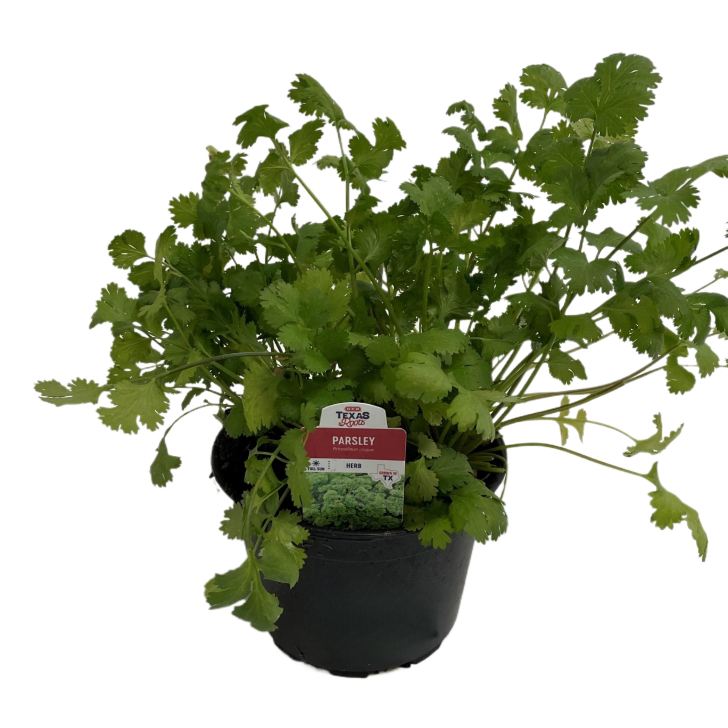 H-E-B Texas Roots Herb Parsley - Shop Potted plants at H-E-B