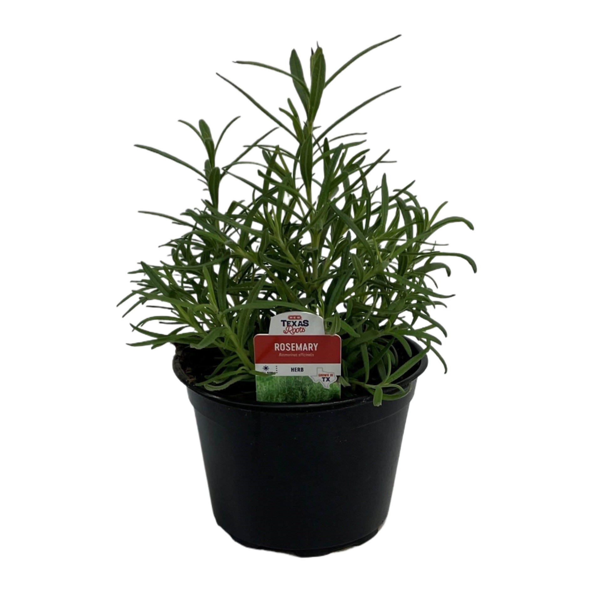 H-E-B Texas Roots Herb - Rosemary - Shop Potted plants at H-E-B