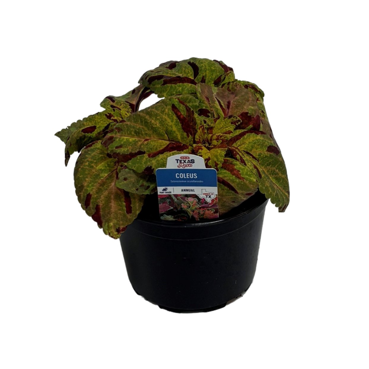 H-E-B Texas Roots Coleus - Shop Potted plants at H-E-B
