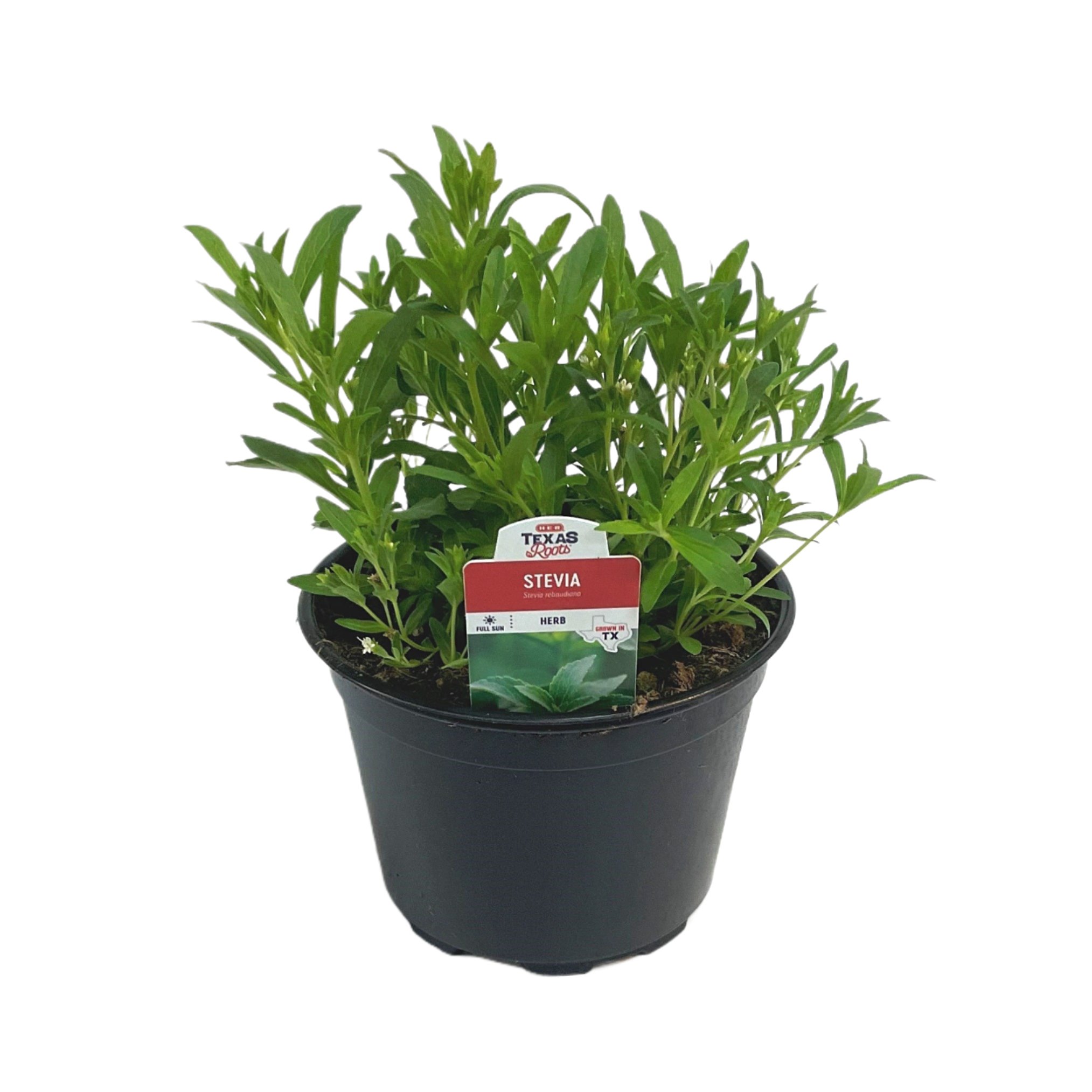 H-E-B Texas Roots Herb Stevia - Shop Potted plants at H-E-B