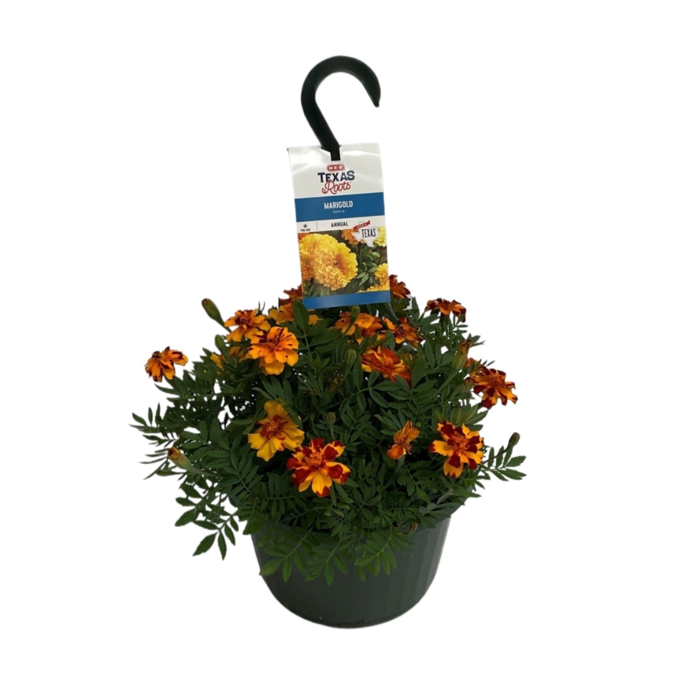 H-E-B Texas Roots Marigold - Bicolor, Hanging Basket - Shop Potted ...