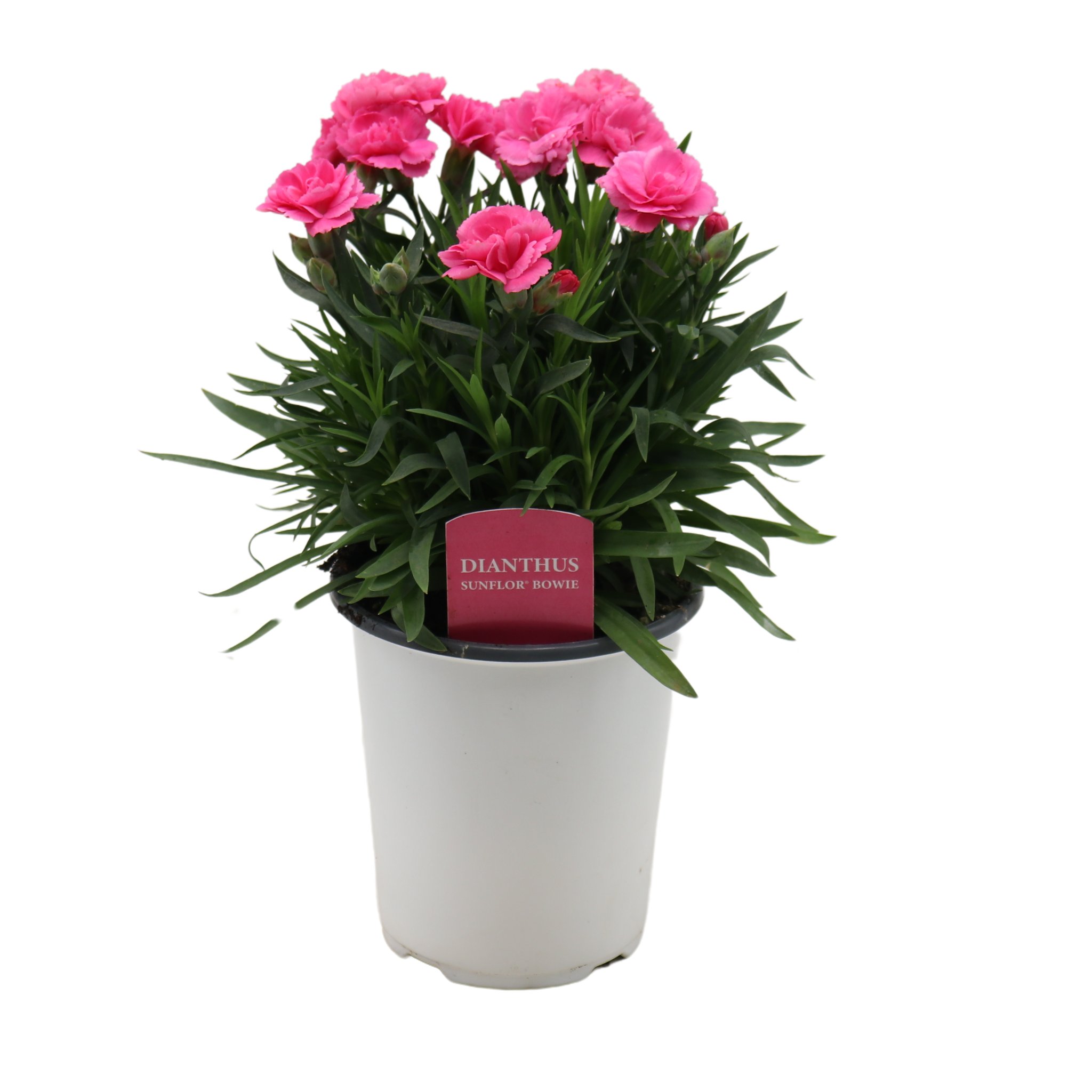Spring Creek Growers Dianthus Sunflor Bowie - Shop Potted plants at H-E-B