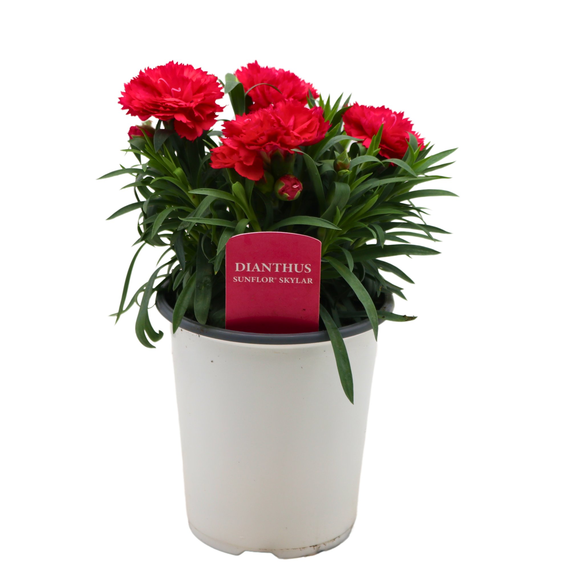 Spring Creek Growers Dianthus Sunflor Skylar - Shop Potted plants at H-E-B