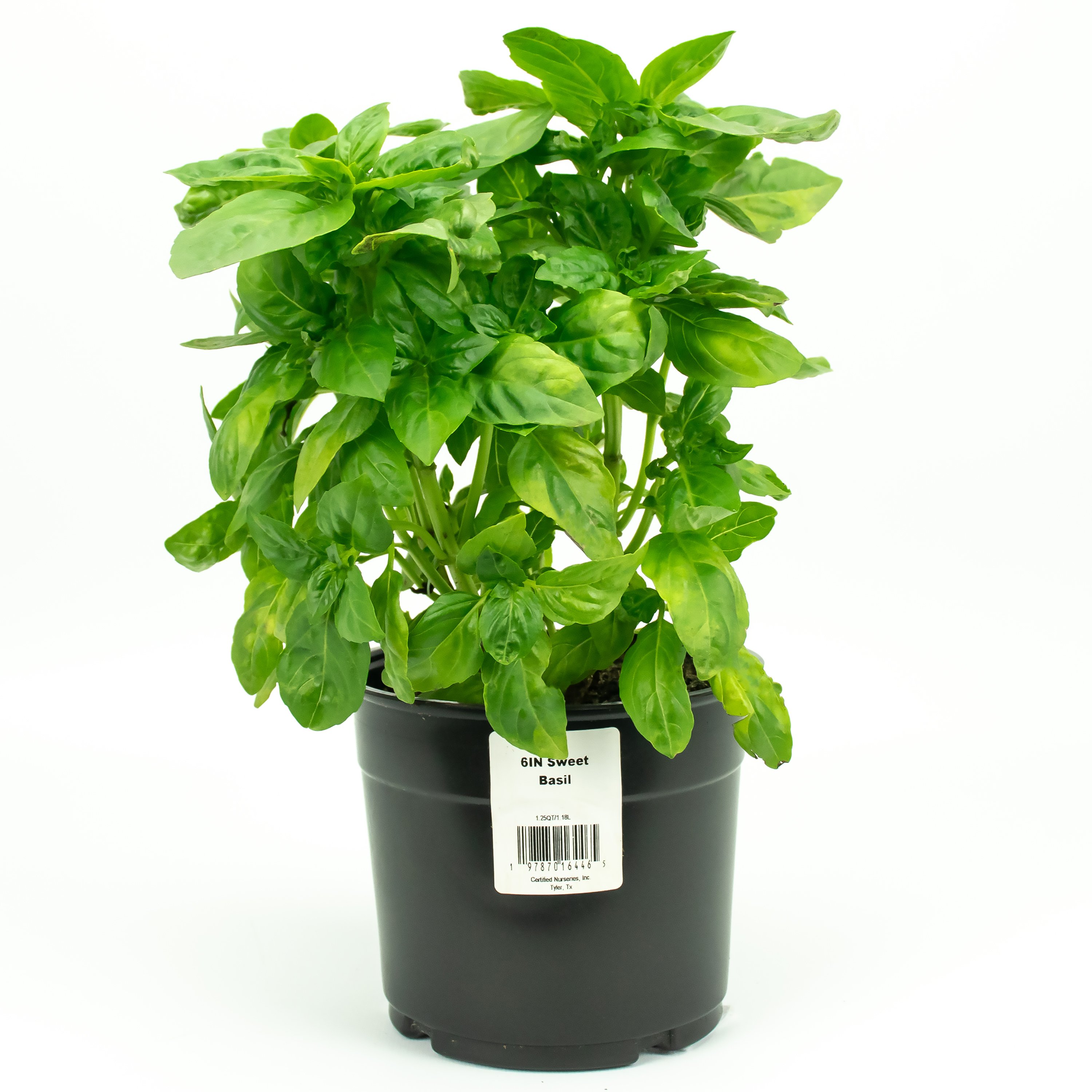 H-E-B Sweet Basil - Shop Potted plants at H-E-B
