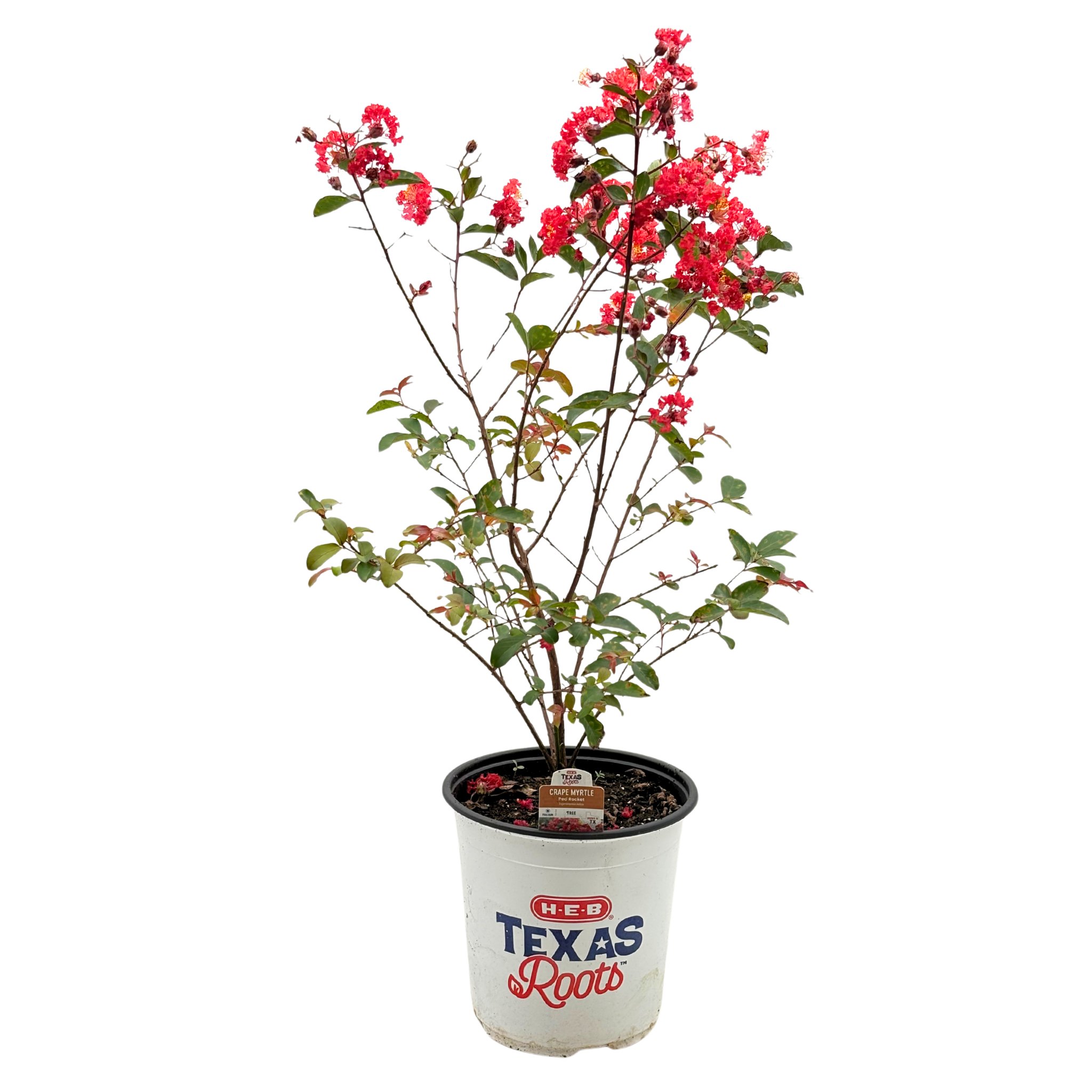 H-E-B Texas Roots Crape Myrtle - Red Rocket - Shop Potted plants at H-E-B
