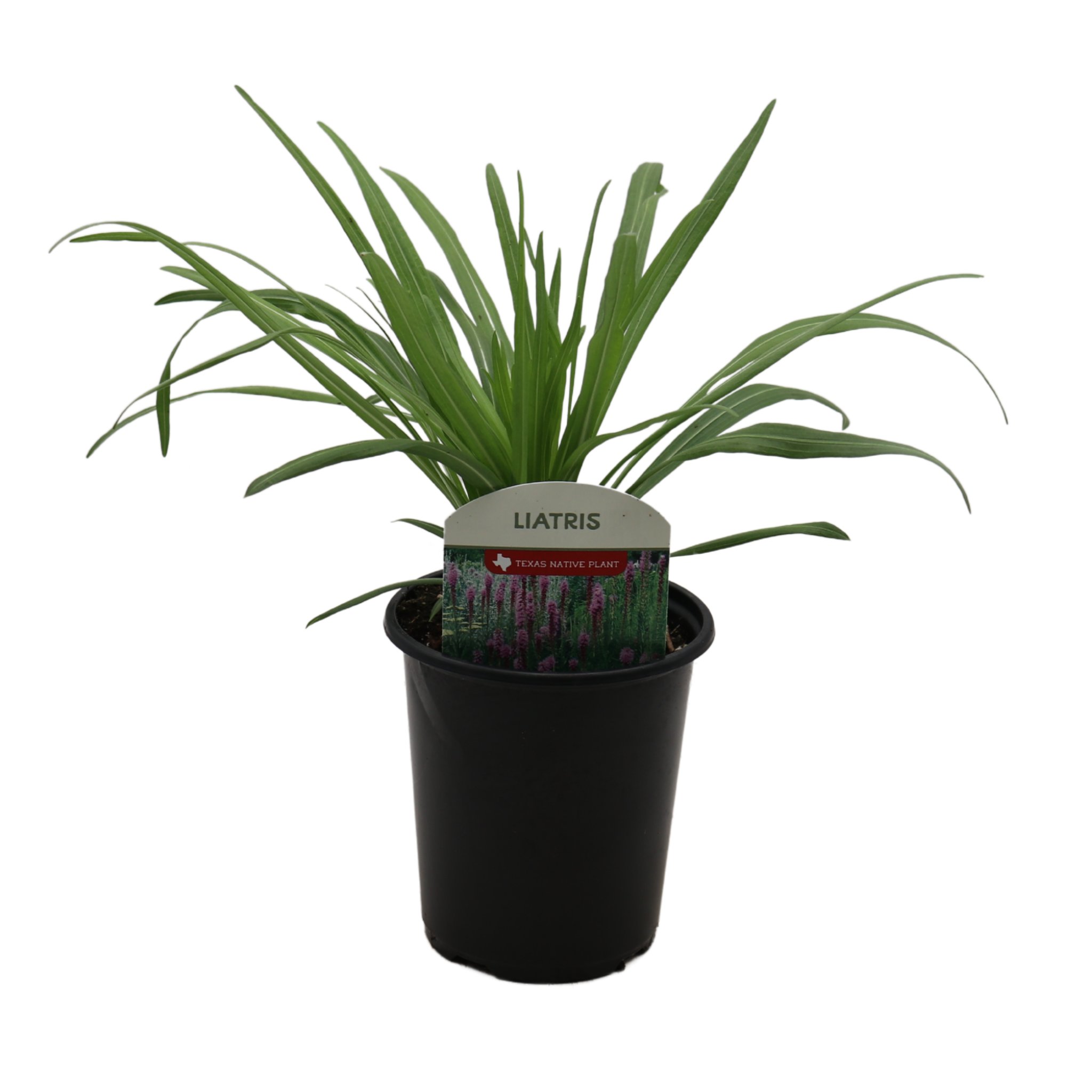 Spring Creek Growers Texas Native Liatris - Shop Potted plants at H-E-B
