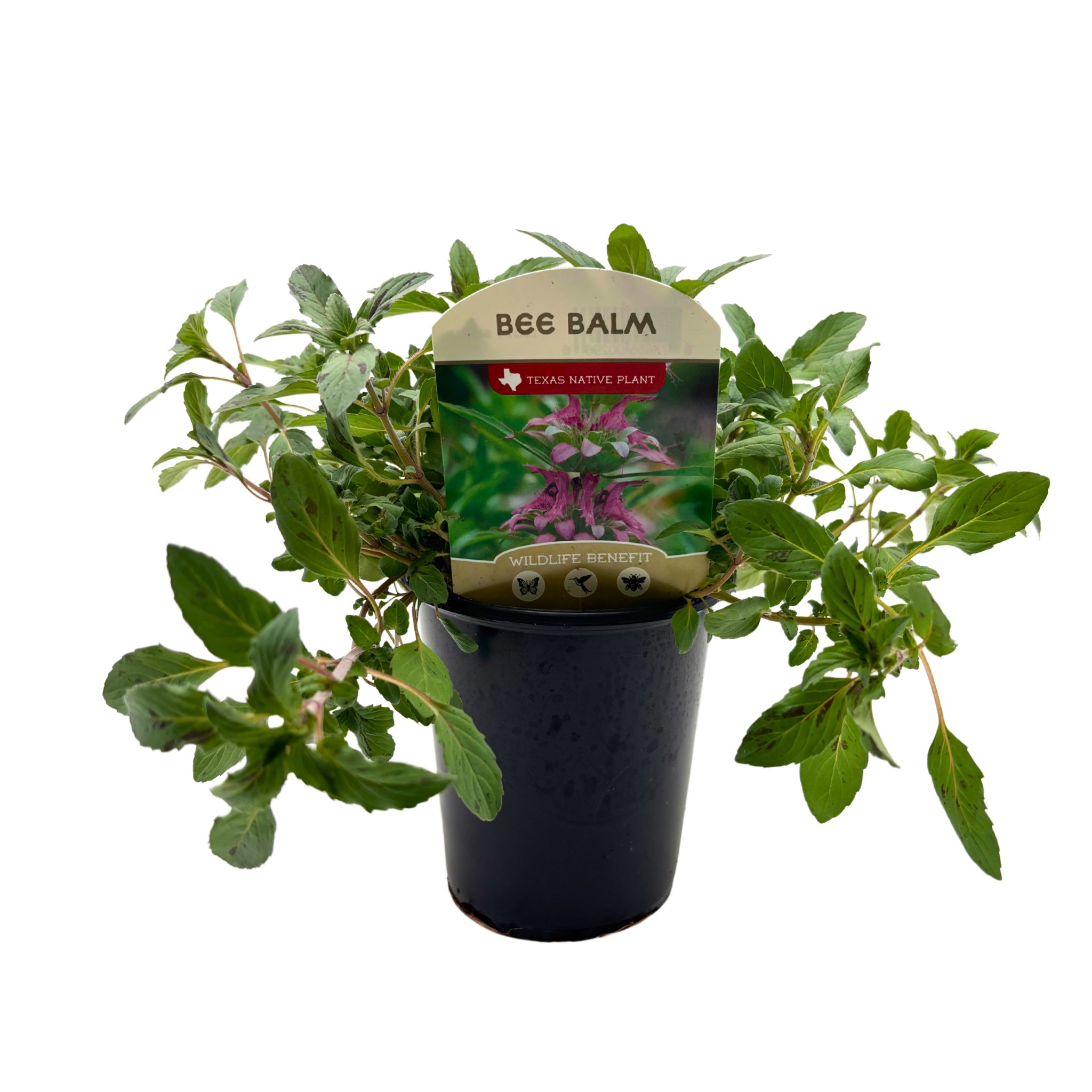 Spring Creek Growers Texas Native Bee Balm - Shop Potted plants at H-E-B