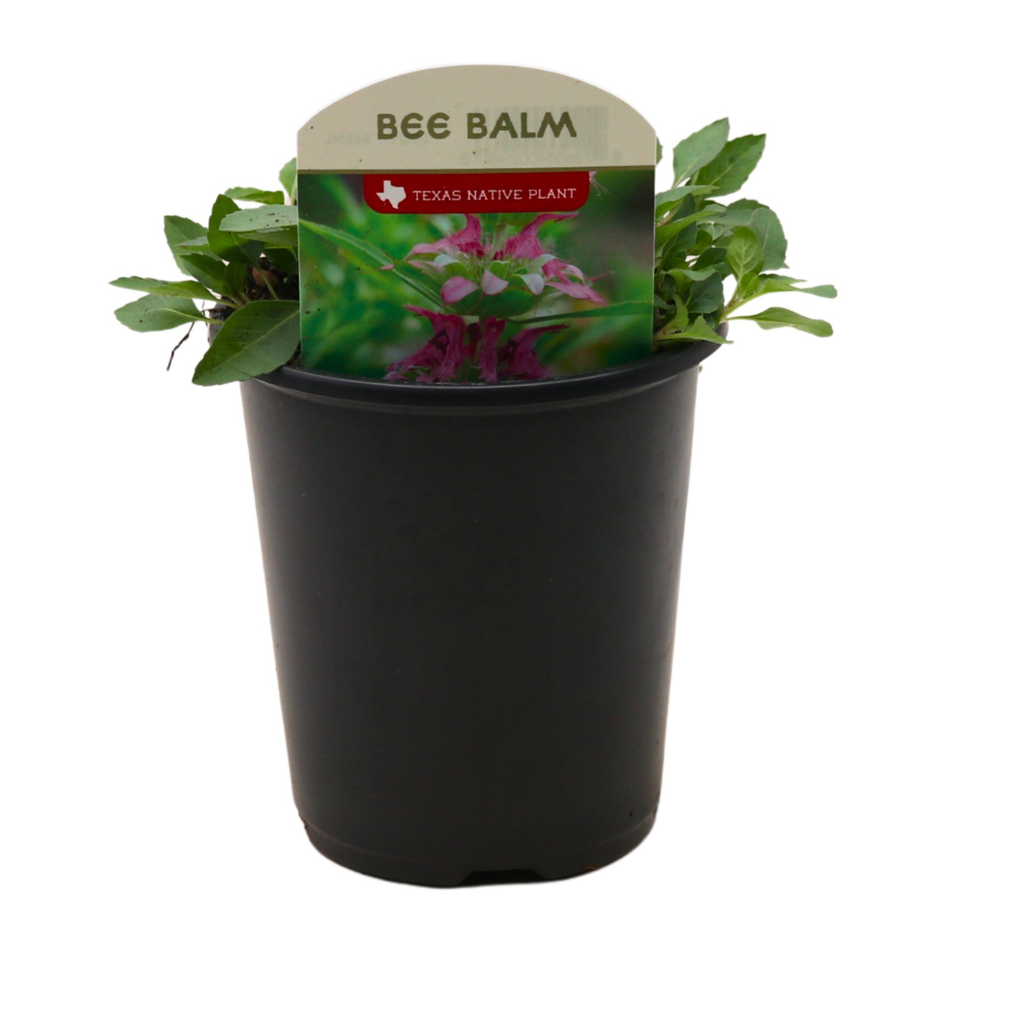 Spring Creek Growers Texas Native Bee Balm - Shop Potted plants at H-E-B