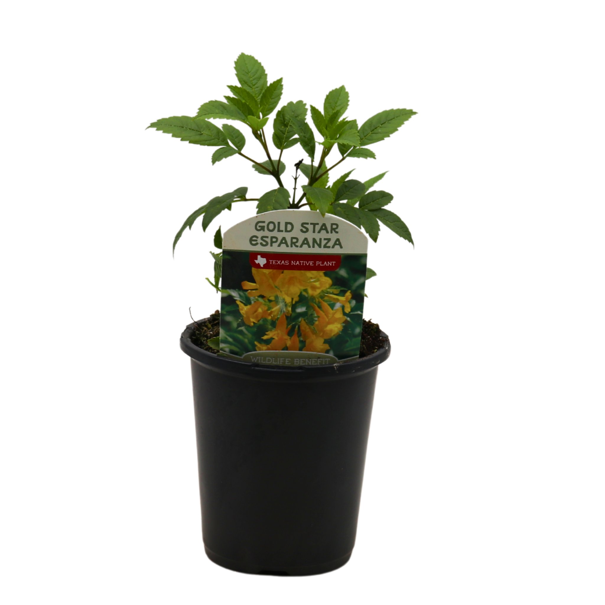 Spring Creek Growers Texas Native Gold Star Esparanza - Shop Potted ...