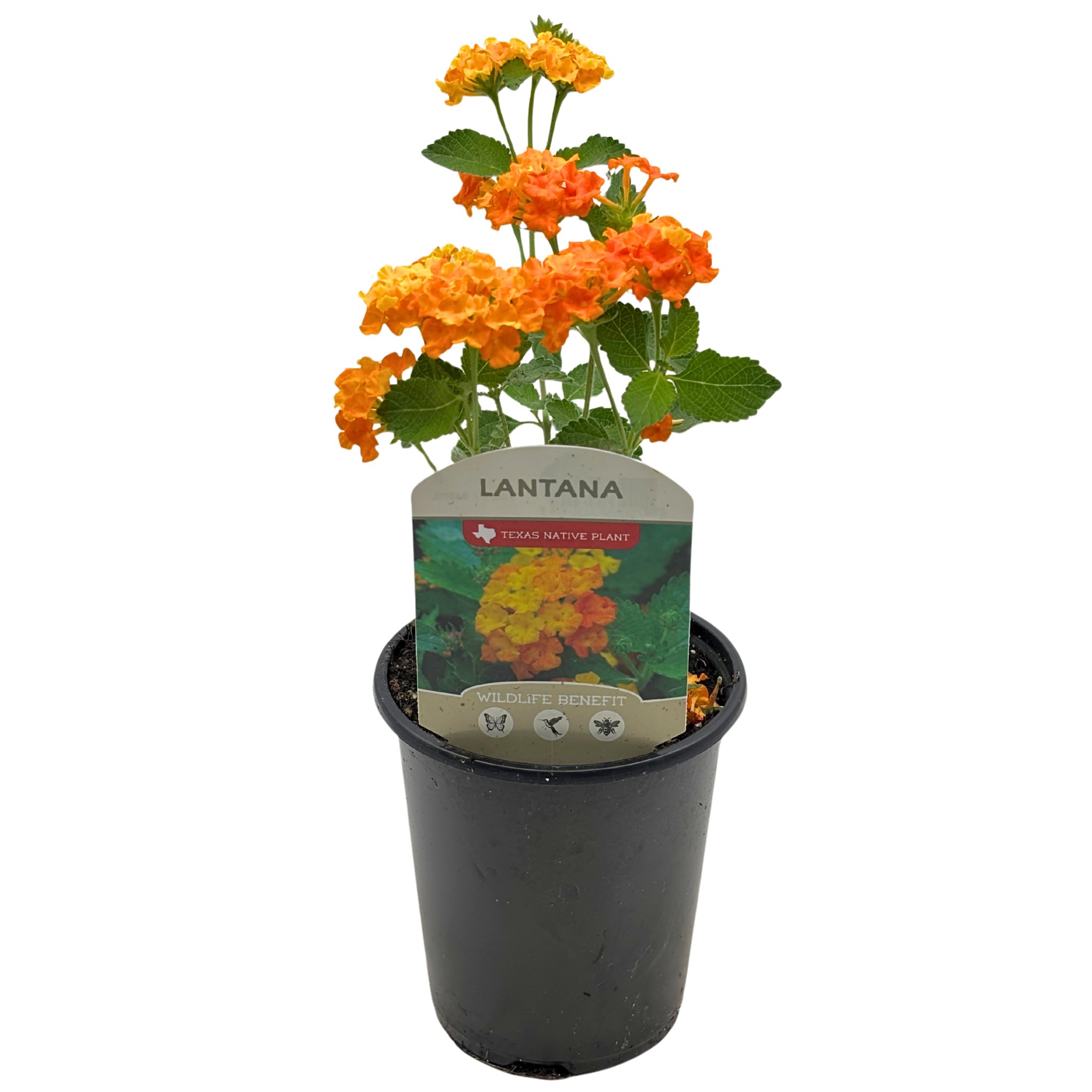 Spring Creek Growers Texas Native Lantana Horrida - Shop Potted plants ...