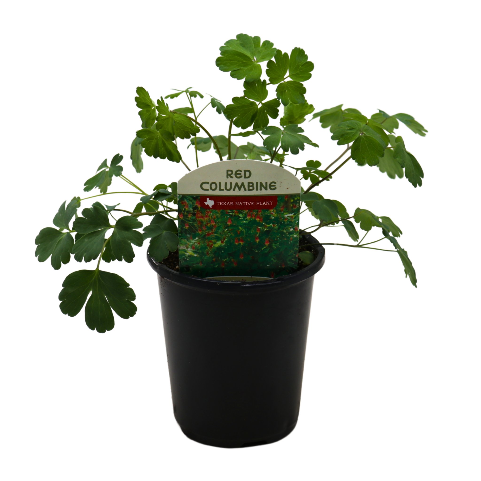 Spring Creek Growers Texas Native Red Columbine - Shop Potted plants at ...