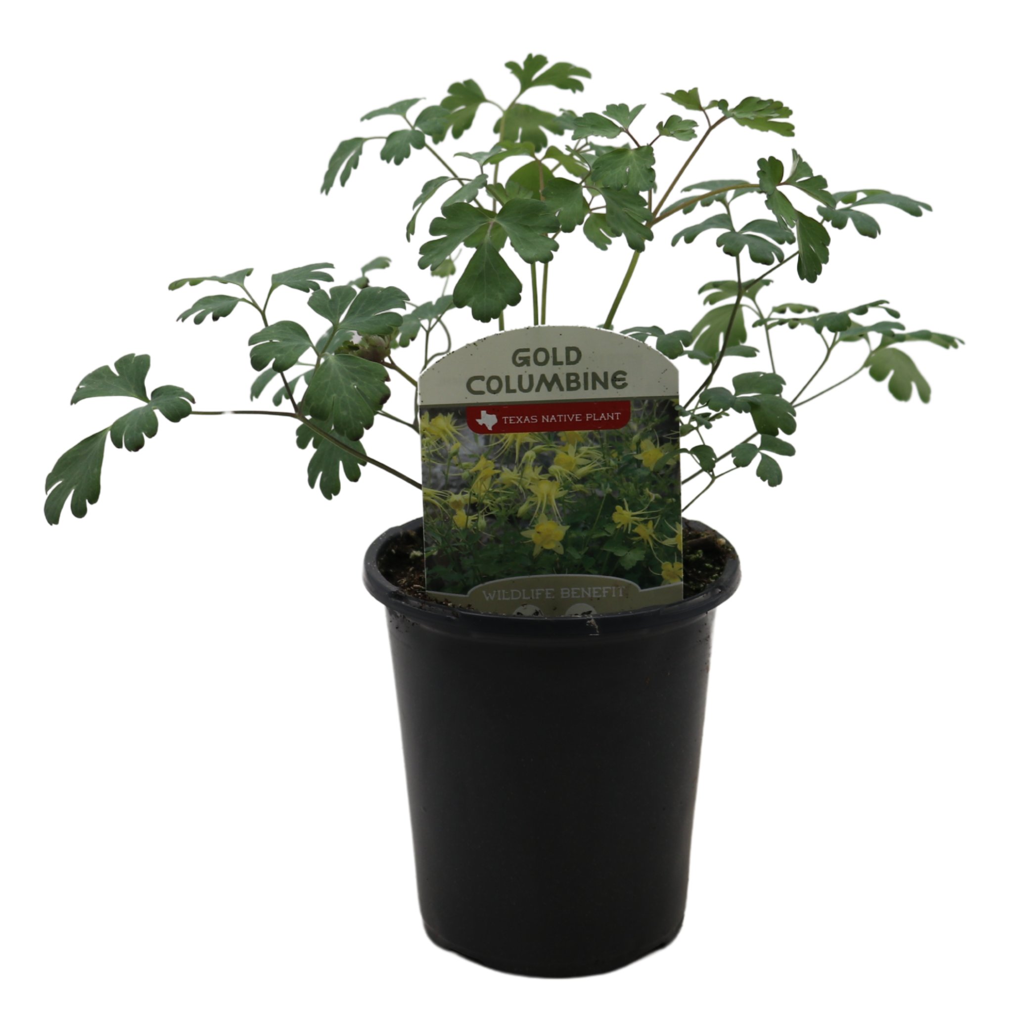 Spring Creek Growers Texas Native Gold Columbine - Shop Potted plants ...