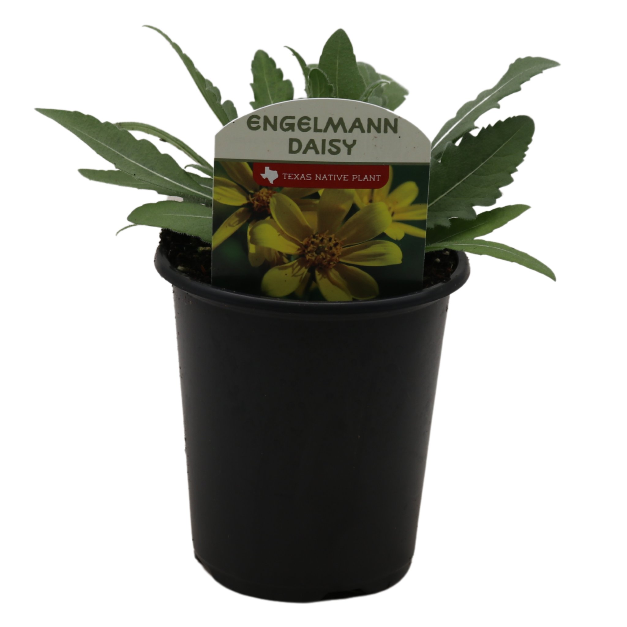 Spring Creek Growers Texas Native Englemann Daisy - Shop Potted plants ...