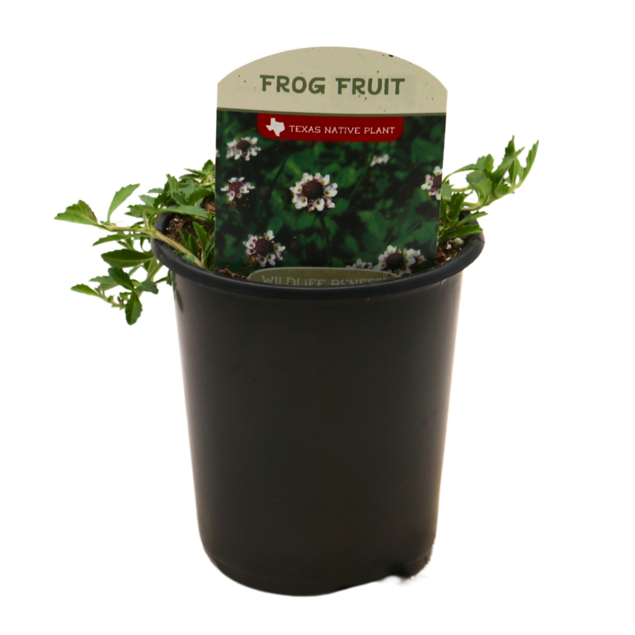Spring Creek Growers Texas Native Frog Fruit - Shop Potted plants at H-E-B