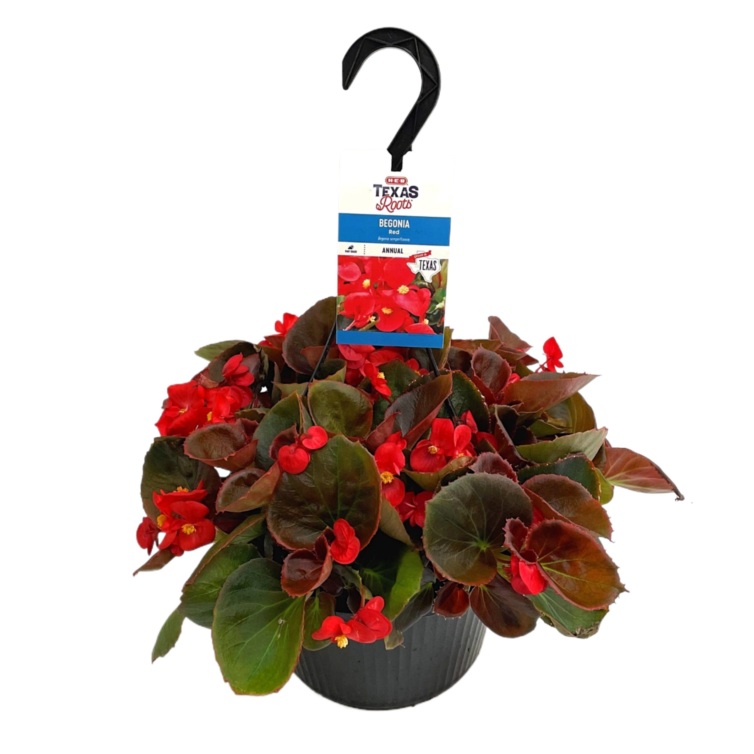 H-E-B Texas Roots Begonia - Red, Hanging Basket - Shop Potted plants at ...