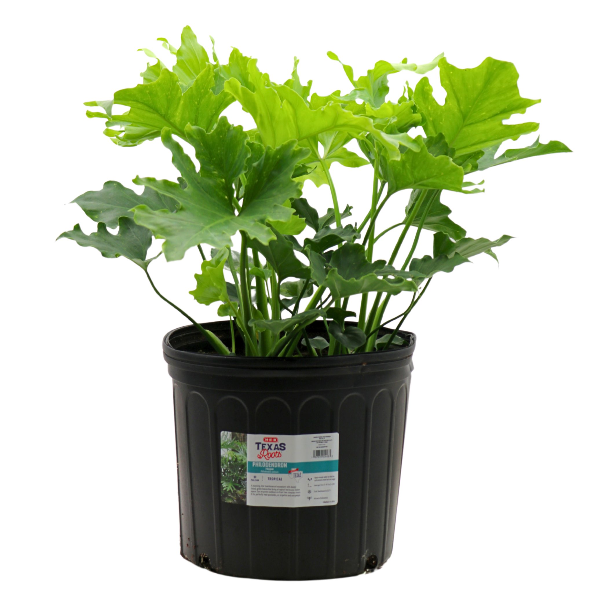 H-E-B Texas Roots Philodendron Hope Plant - Shop Potted plants at H-E-B